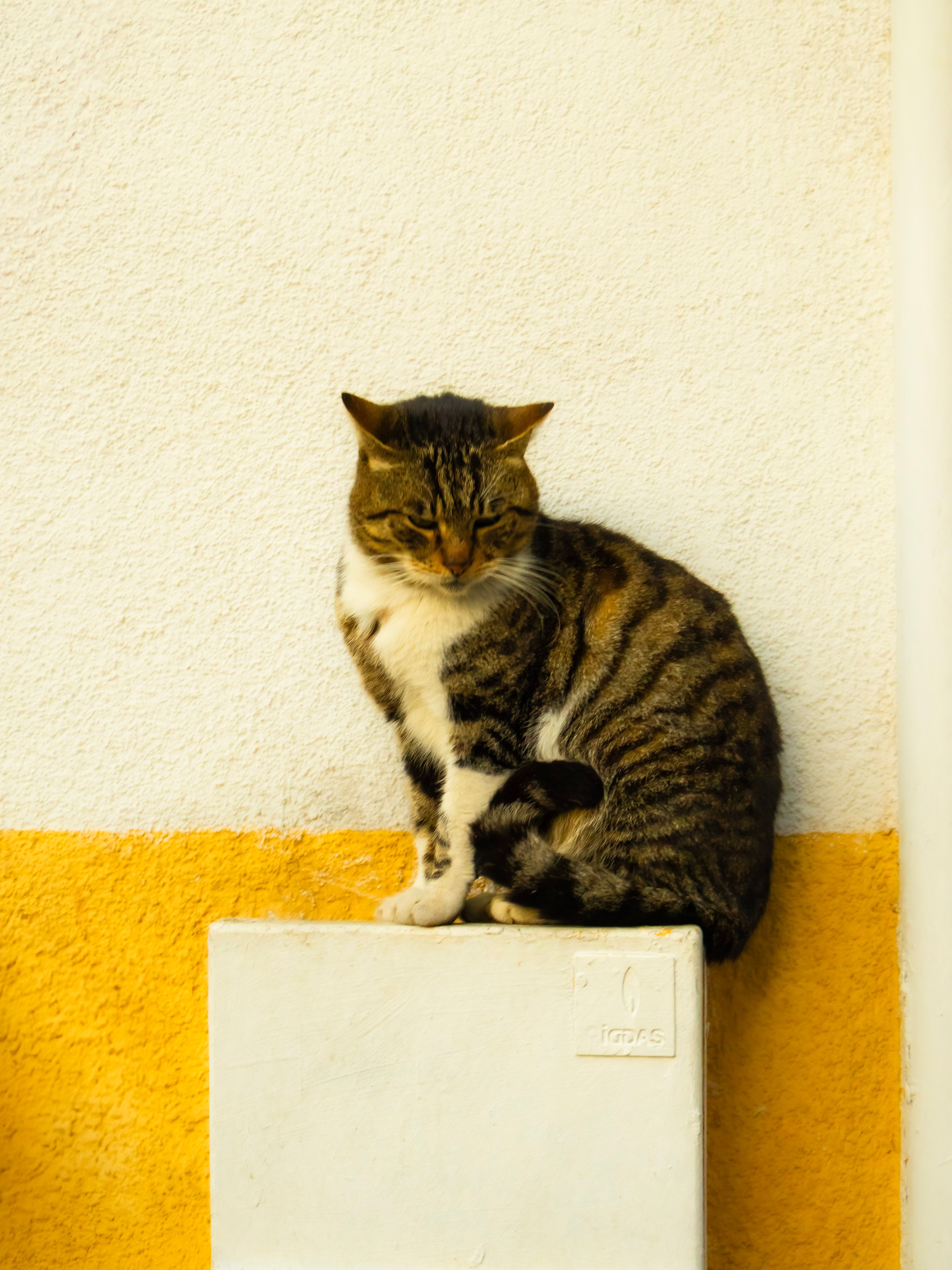 Istanbul Alley Cat on a Yellow Wall · Free Stock Photo
