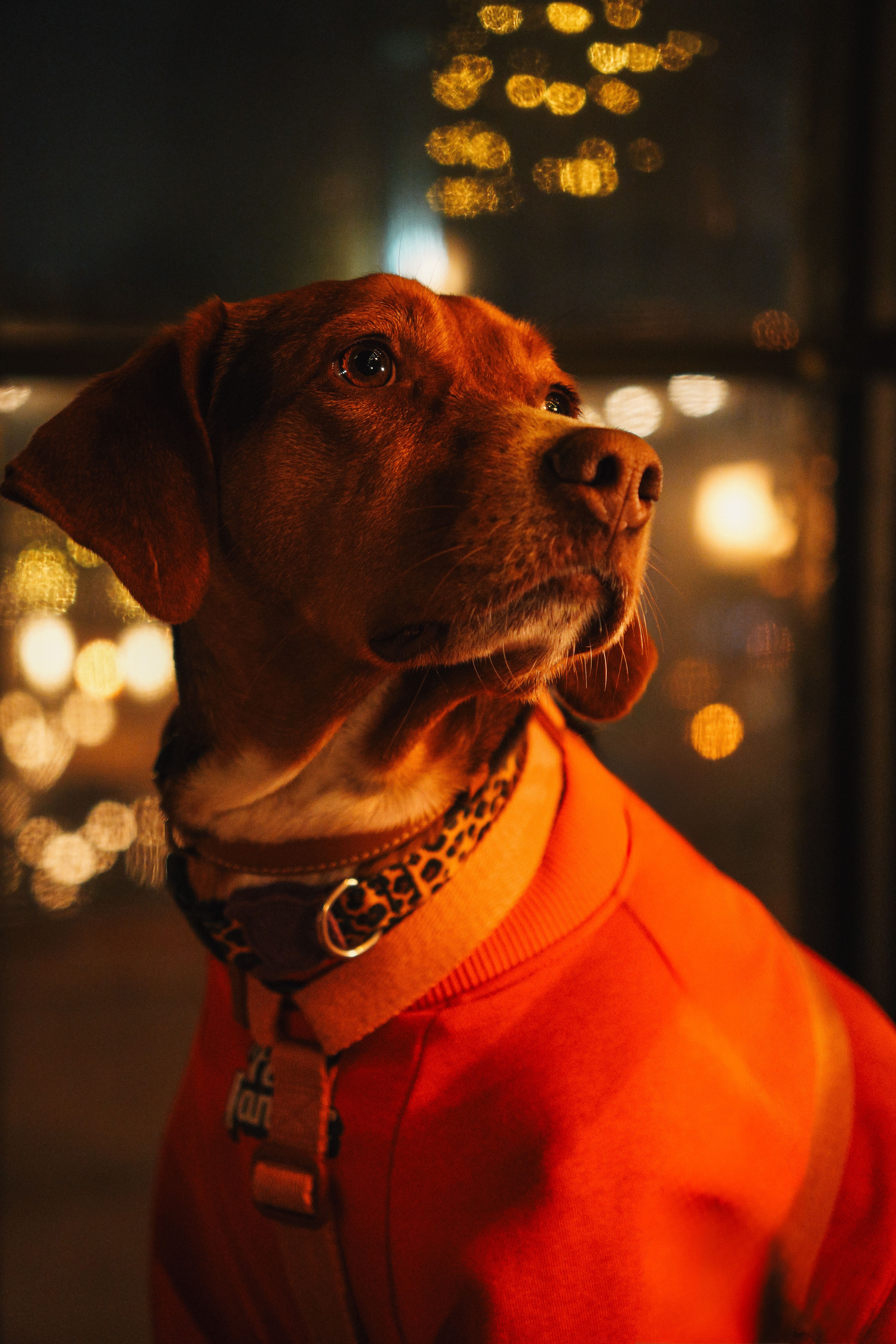 Dog At Night With A Light Collar On Photos, Download The BEST Free Dog ...
