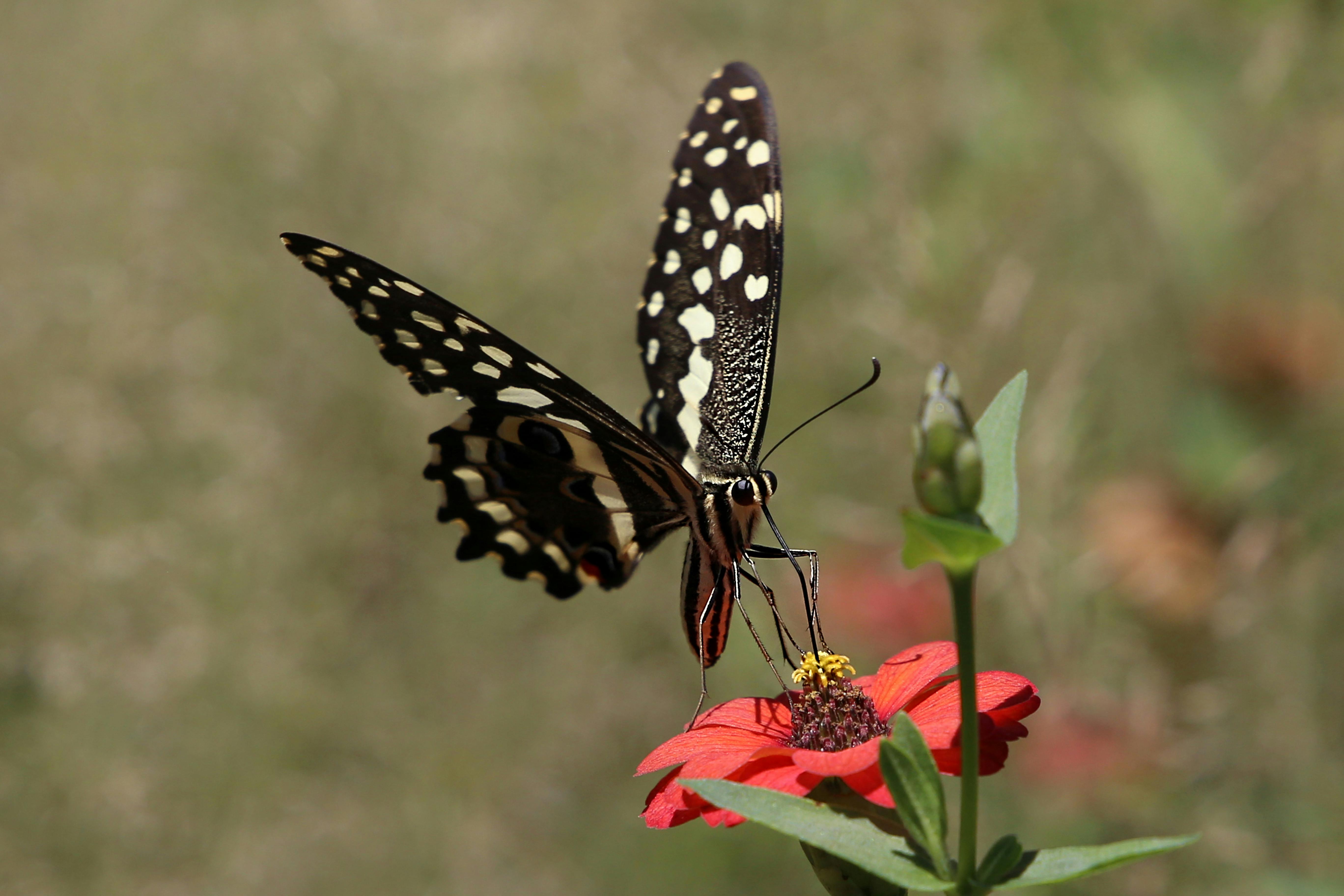 Insectes Ailés Photos, Download The BEST Free Insectes Ailés Stock ...