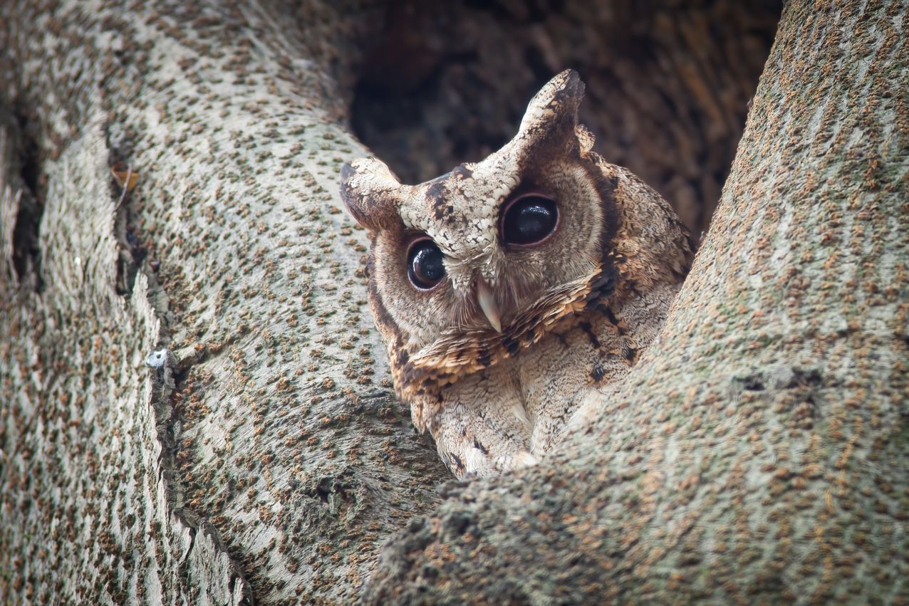 Eastern Screech Owl Behavior, Habitat, and Key Adaptations