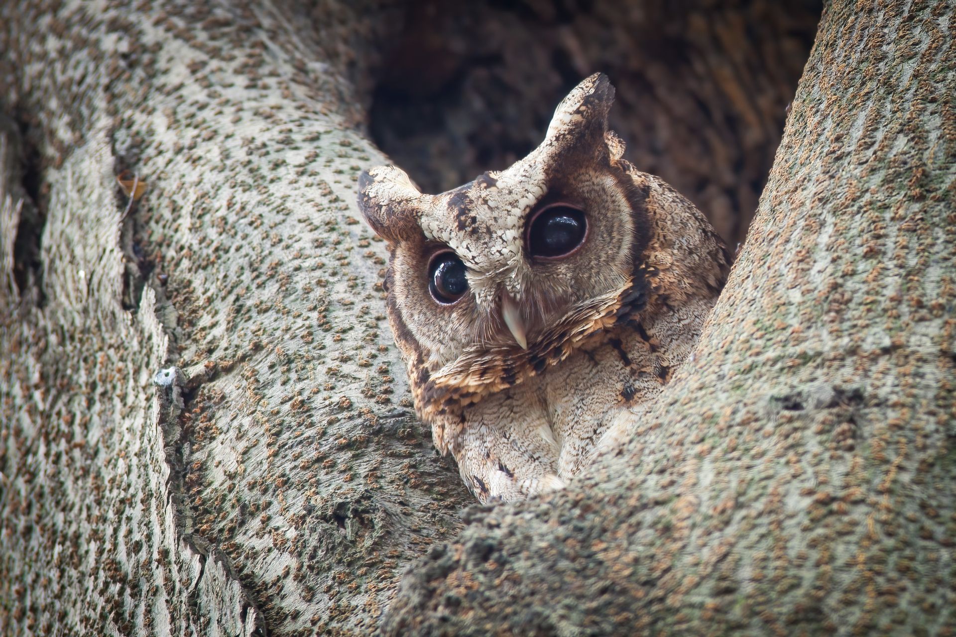 Eastern Screech Owl: Facts, Habitat, and Behaviors