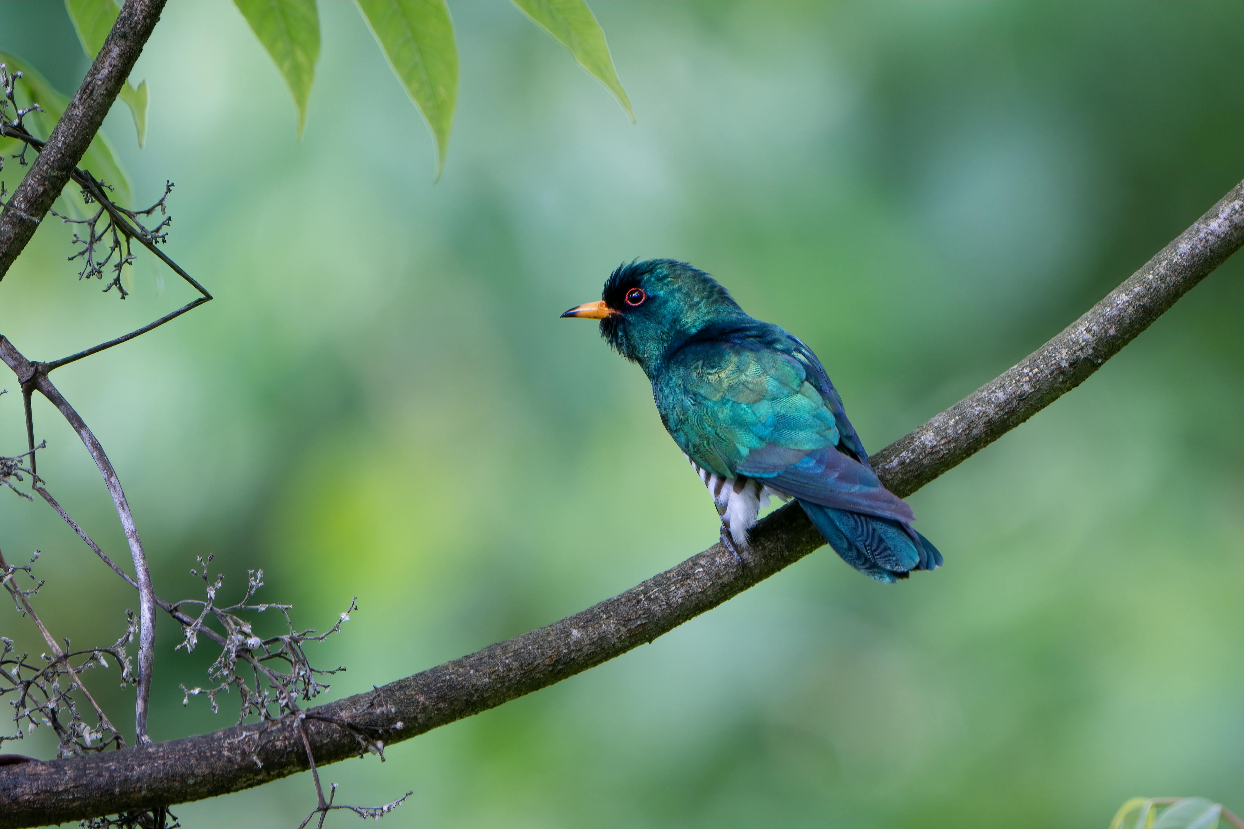 Colorful Trogon Bird Perched on a Branch in Forest · Free Stock Photo