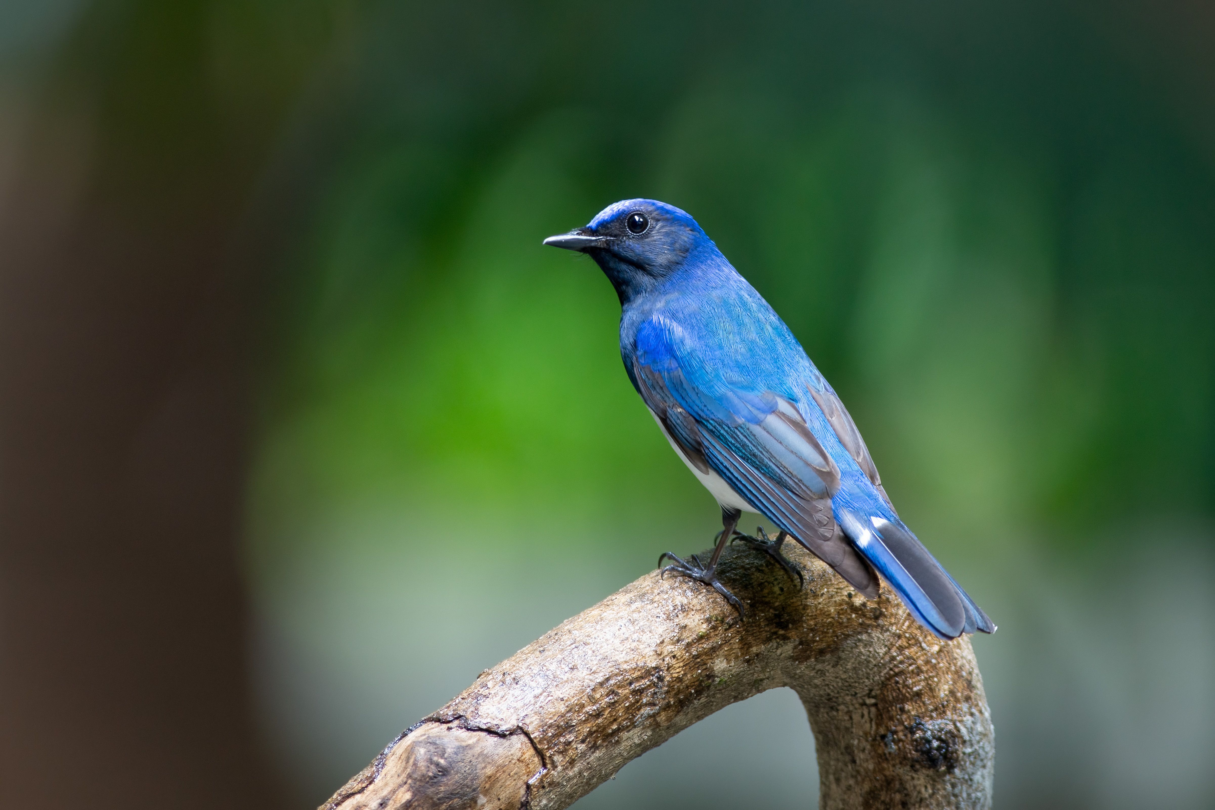 Striking blue songbird perched on branch · Free Stock Photo