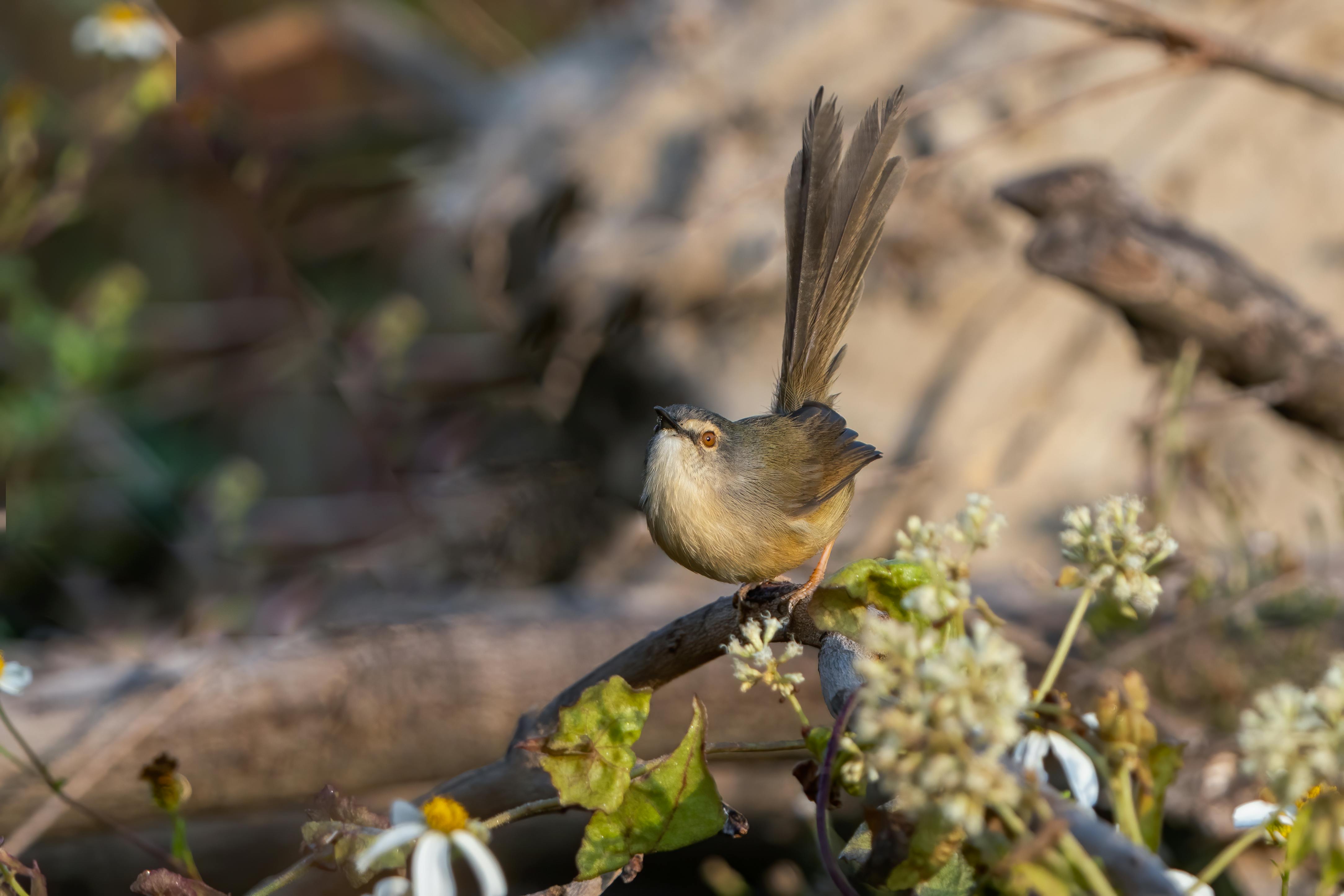 Captivating Image of an Ashy Prinia in Nature · Free Stock Photo