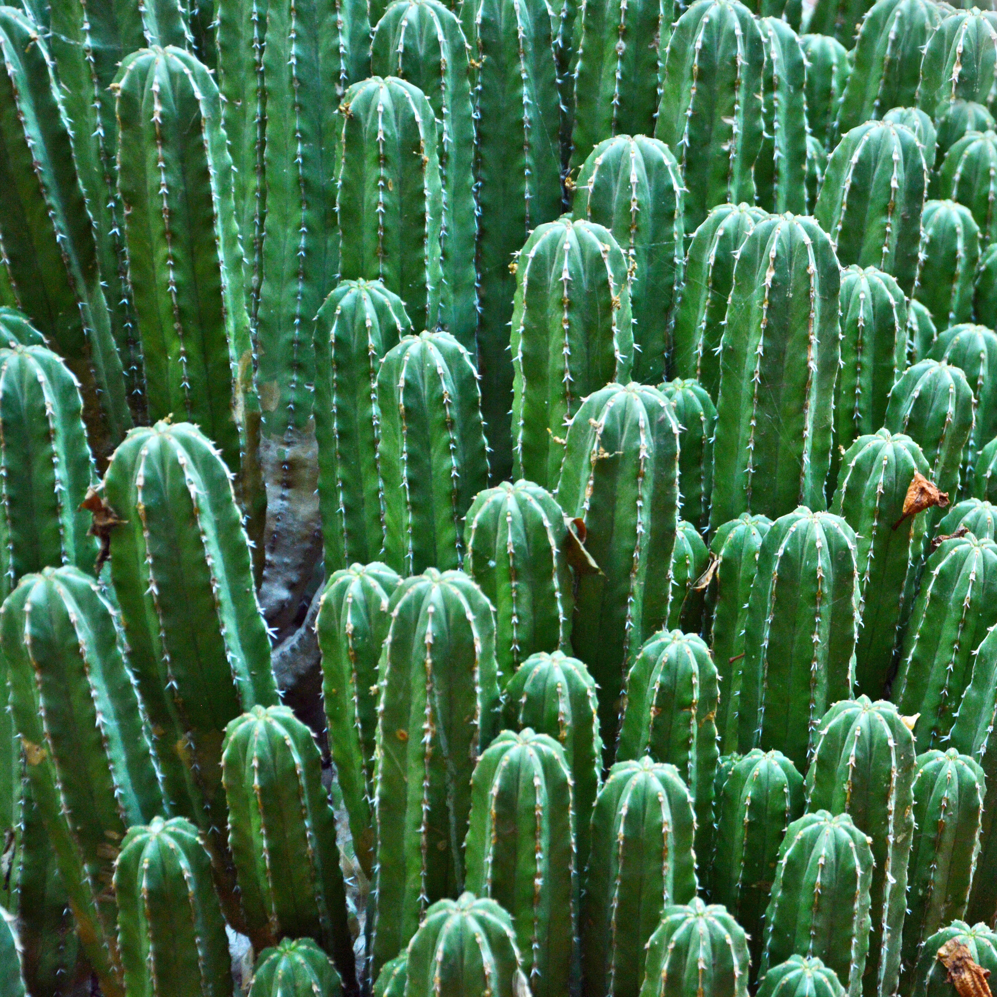 Close-up of tall green cacti in Marrakech · Free Stock Photo