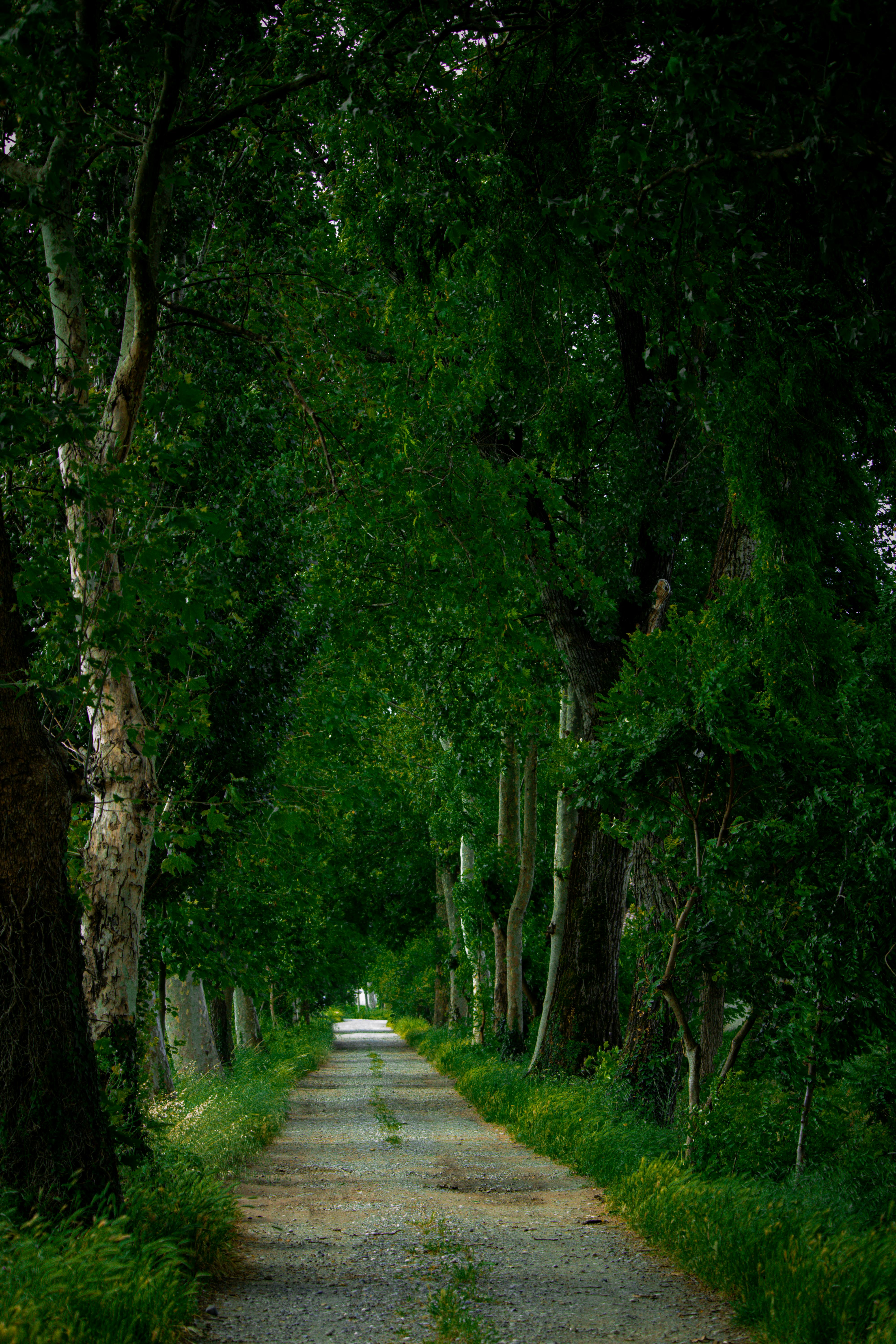 Tree Line, Fall Photos, Download The BEST Free Tree Line, Fall Stock ...