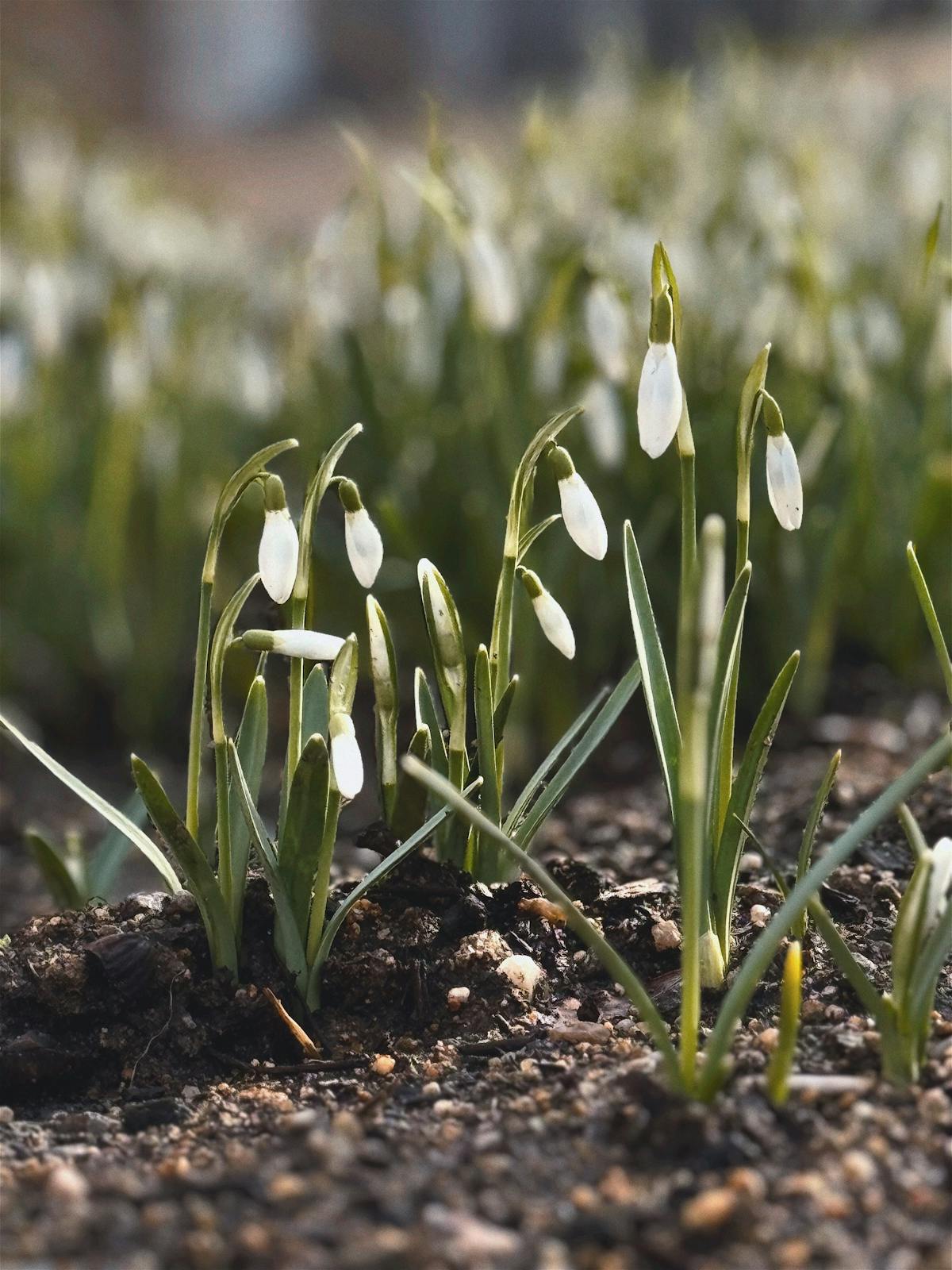 Happy+Friday+Spring Photos, Download The BEST Free Happy+Friday+Spring ...