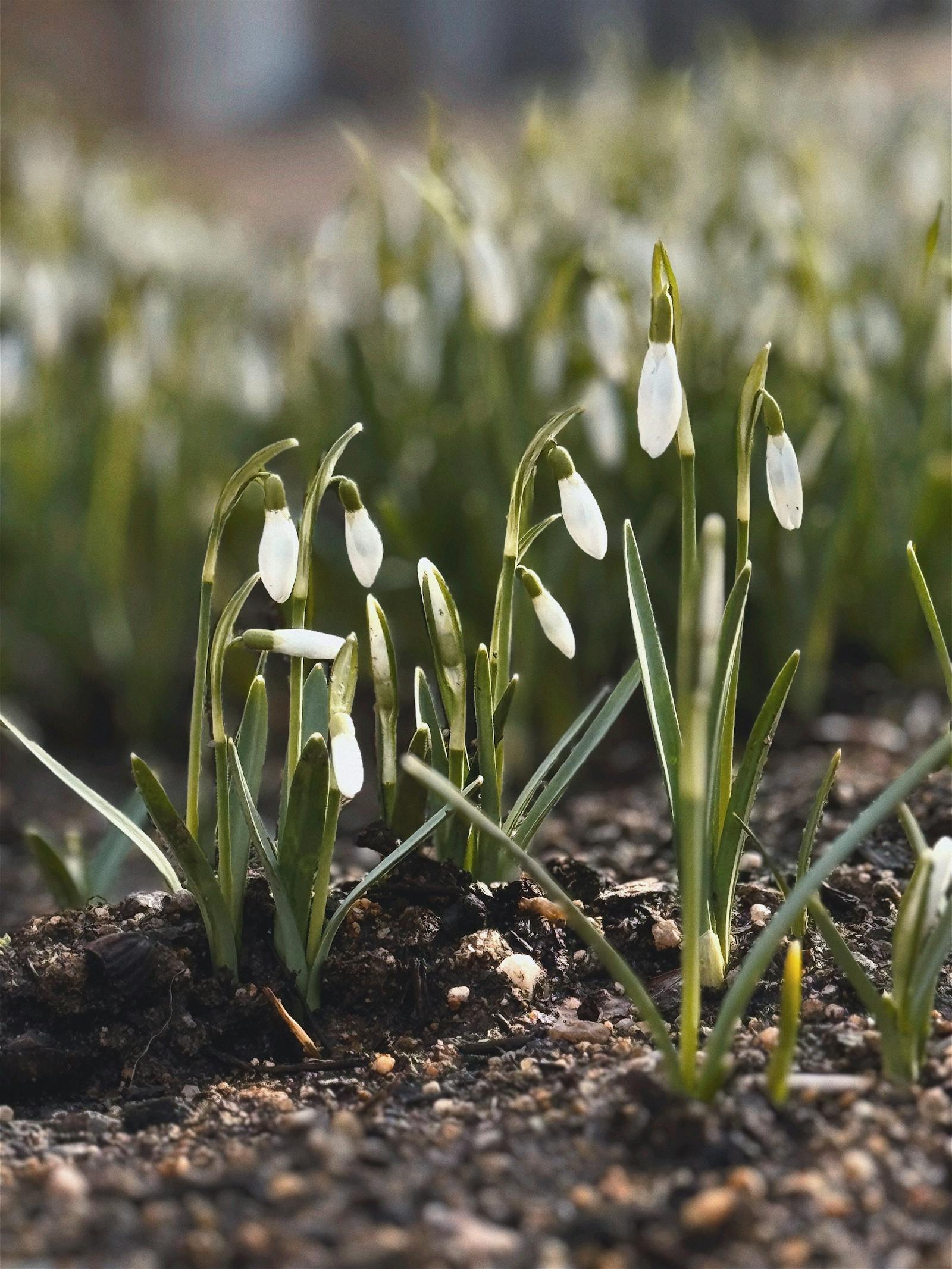 Snowdrops Photos, Download The BEST Free Snowdrops Stock Photos & HD Images