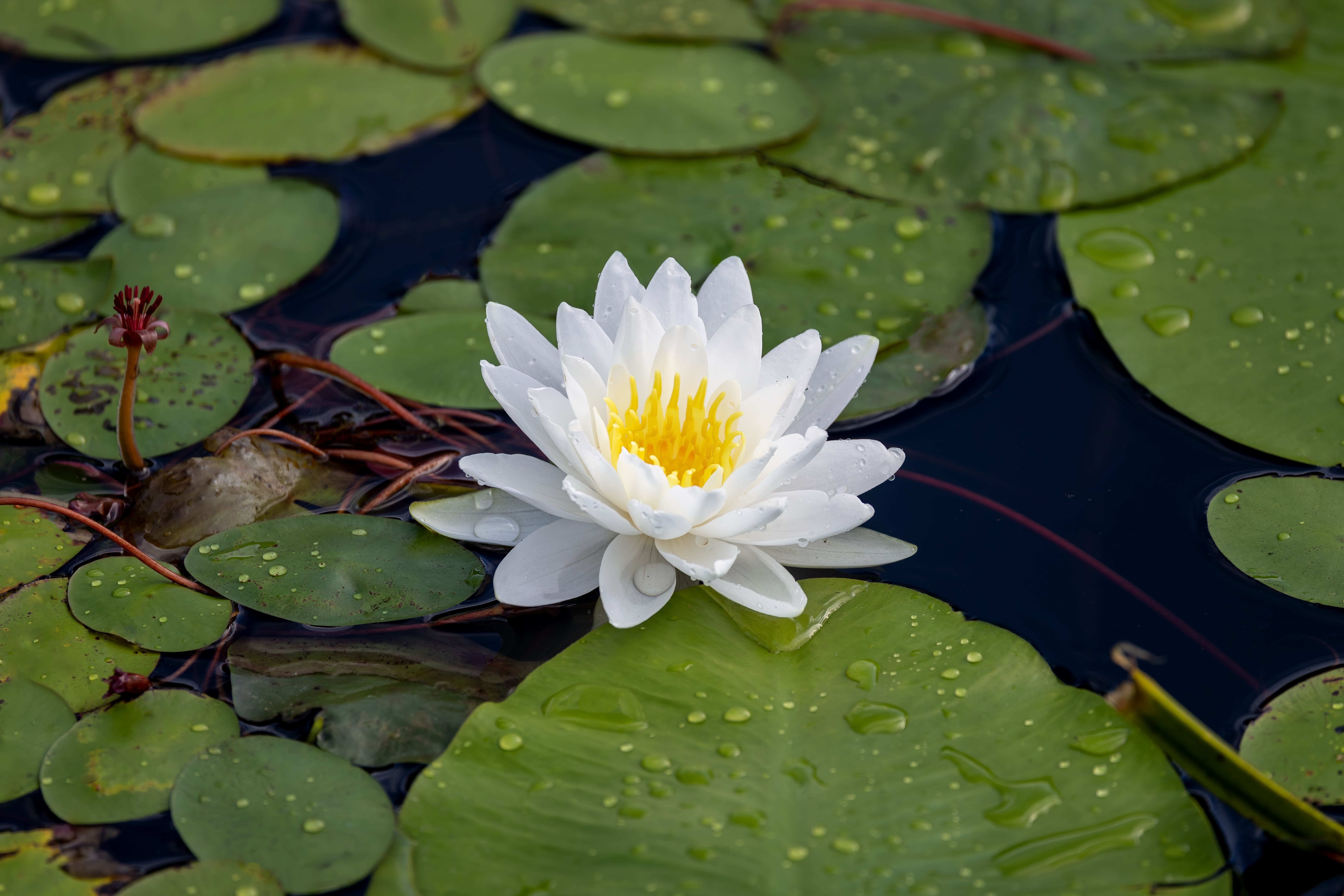 Serene White Water Lily in Bloom on Pond · Free Stock Photo