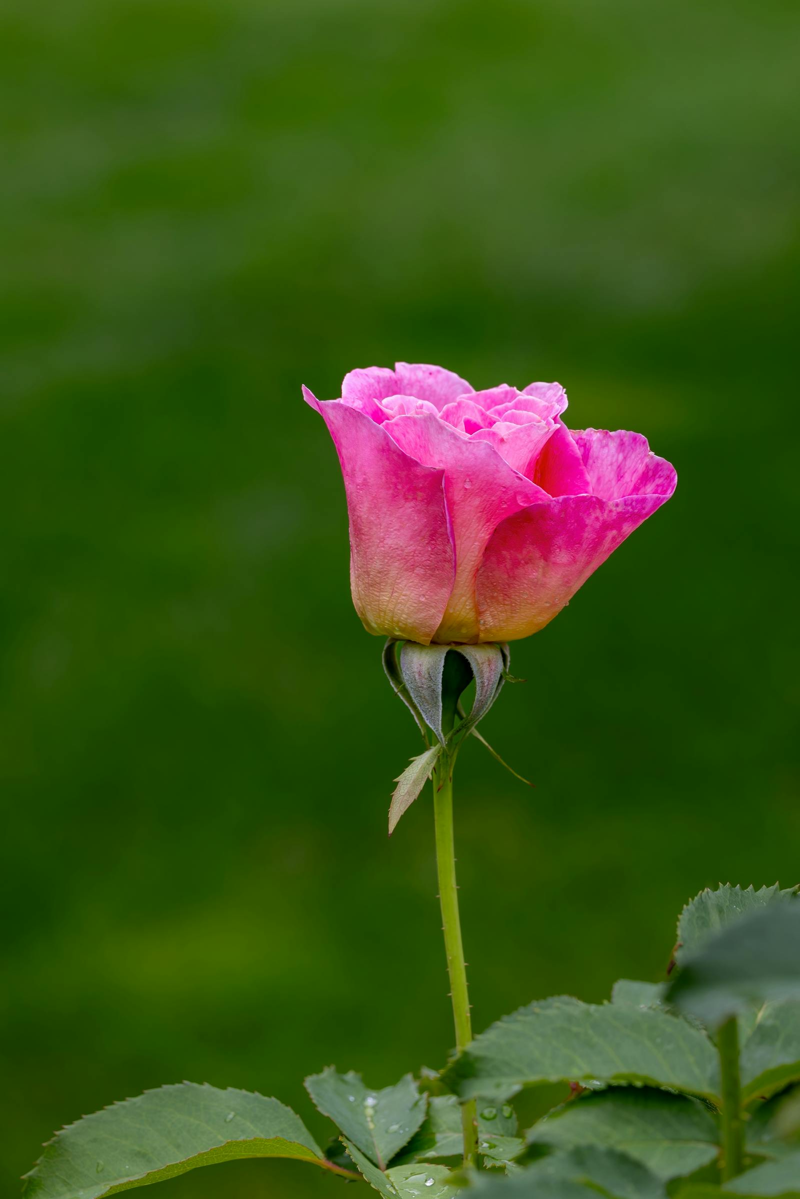 Rose Images In Hd Photos, Download The BEST Free Rose Images In Hd ...