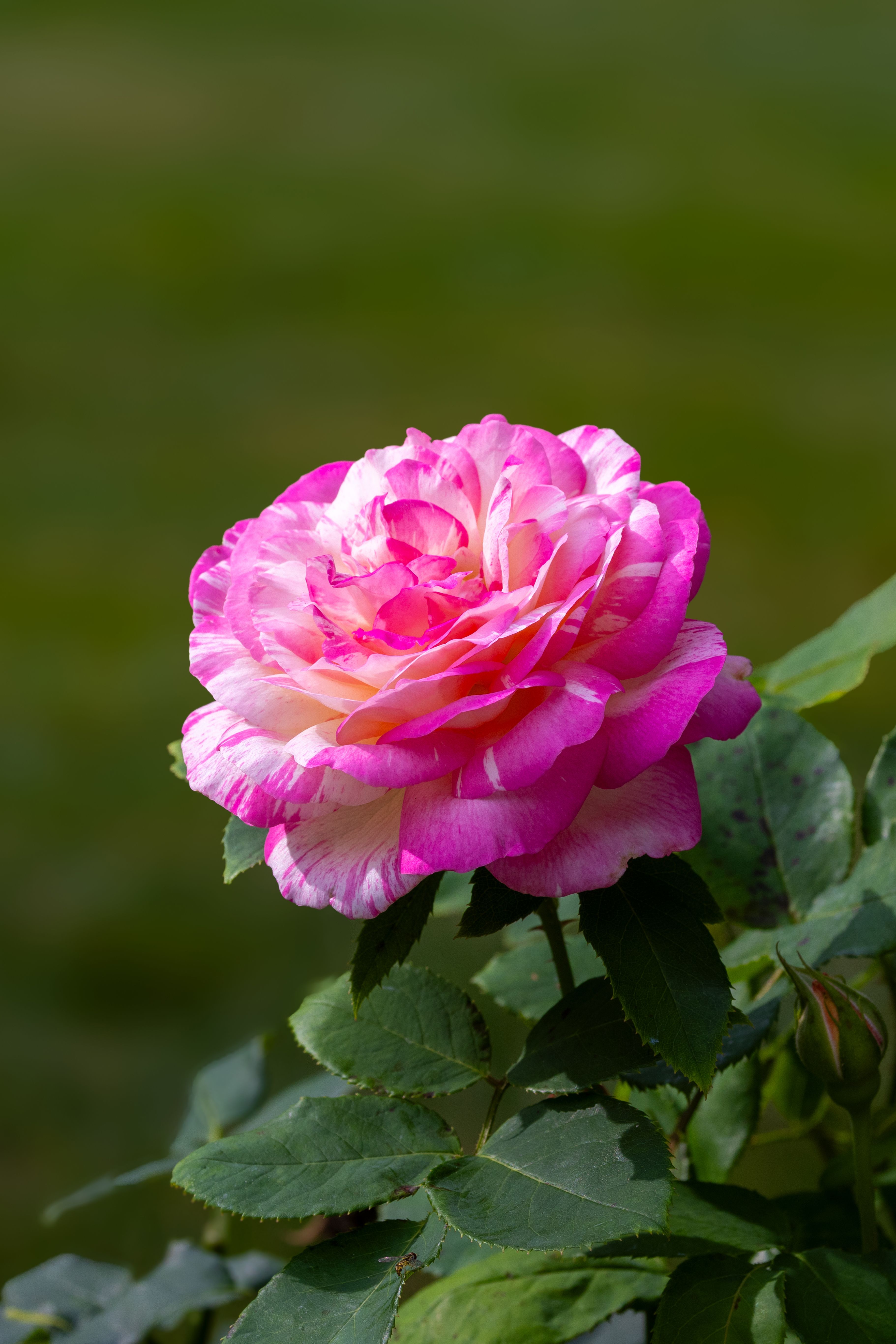 Vibrant Pink and White Rose in Bloom · Free Stock Photo