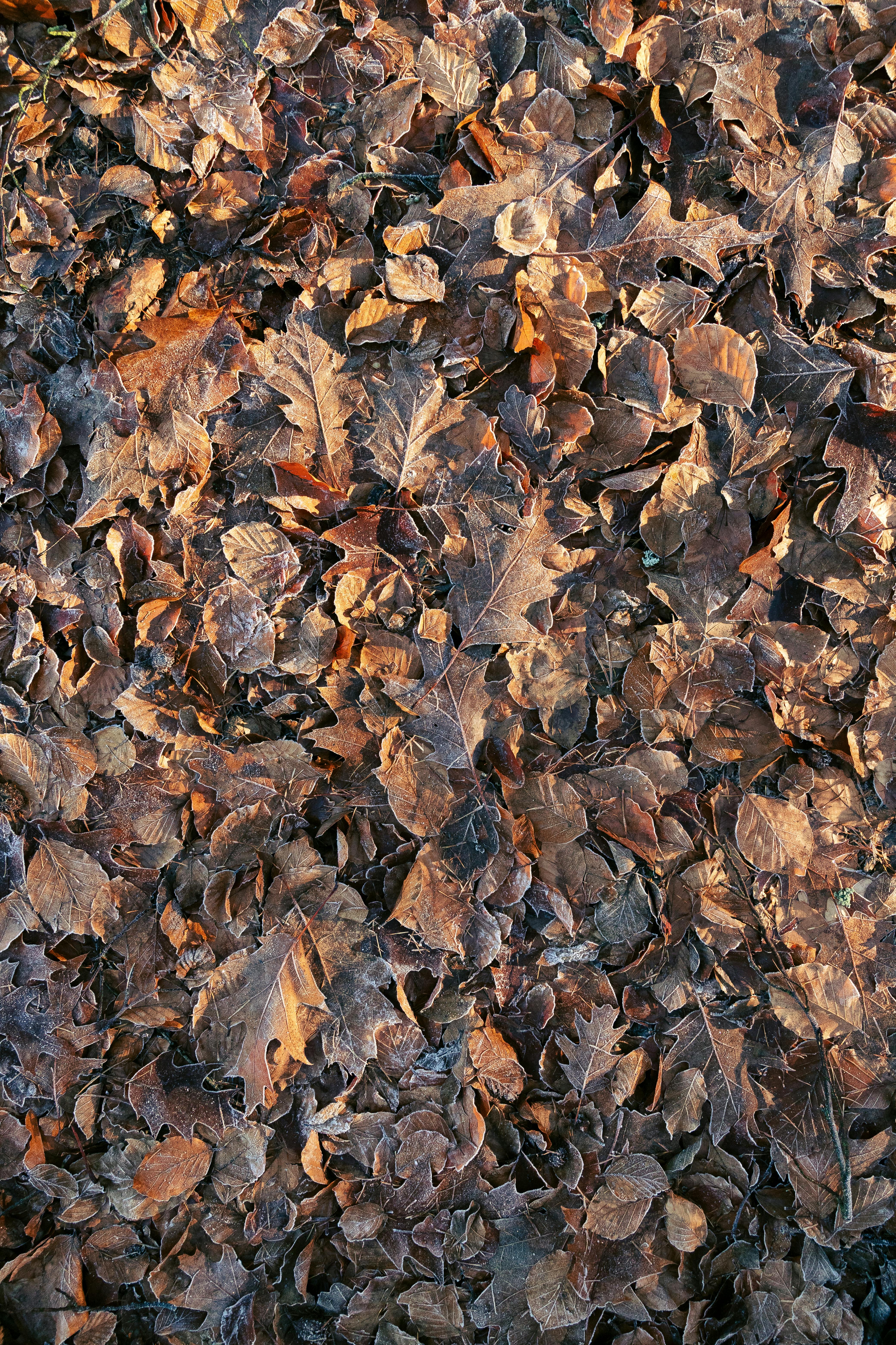 Frost Outside Photos, Download The BEST Free Frost Outside Stock Photos ...