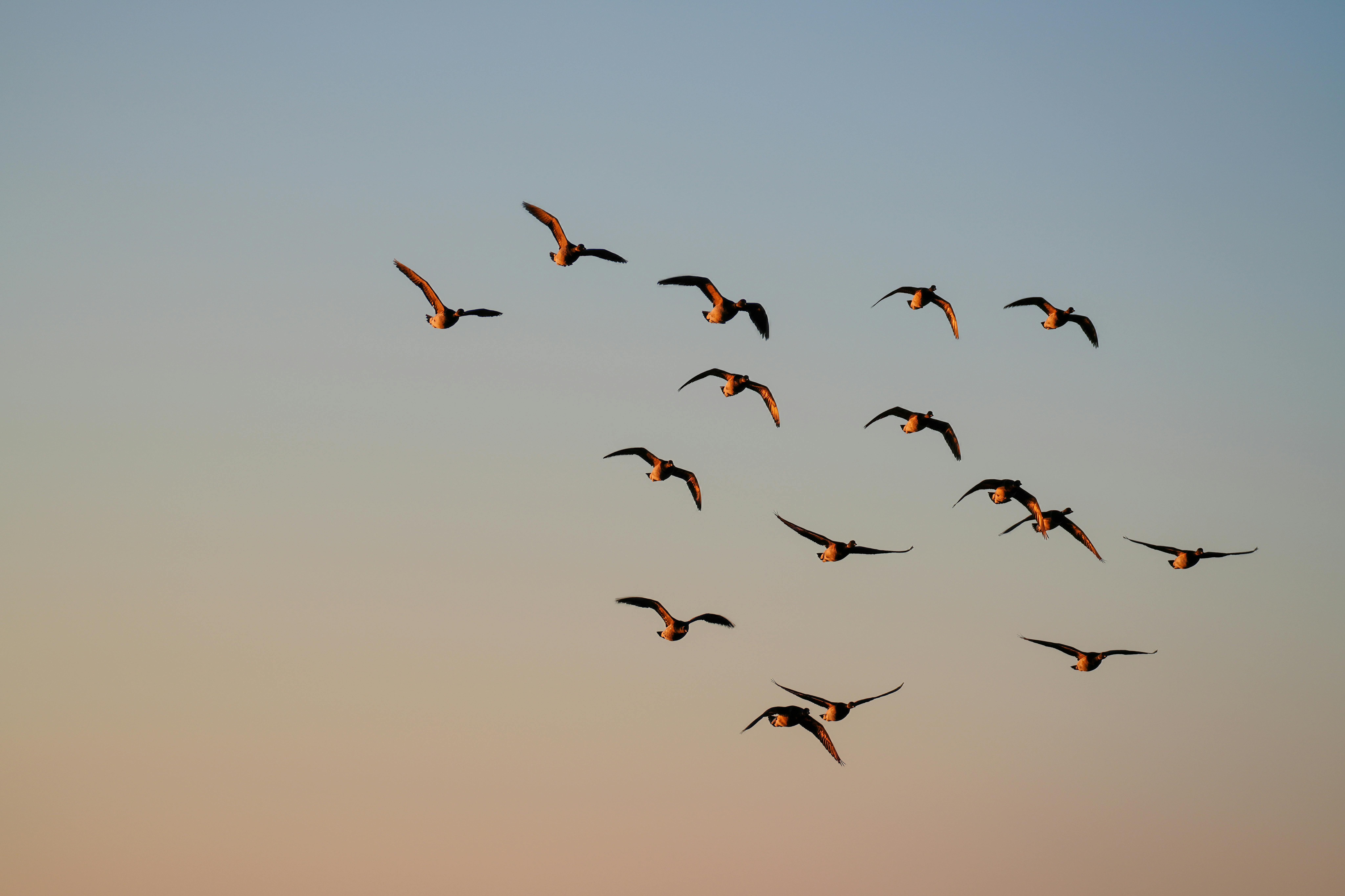 Birds Flying Freely In The Sky Photos, Download The BEST Free Birds ...