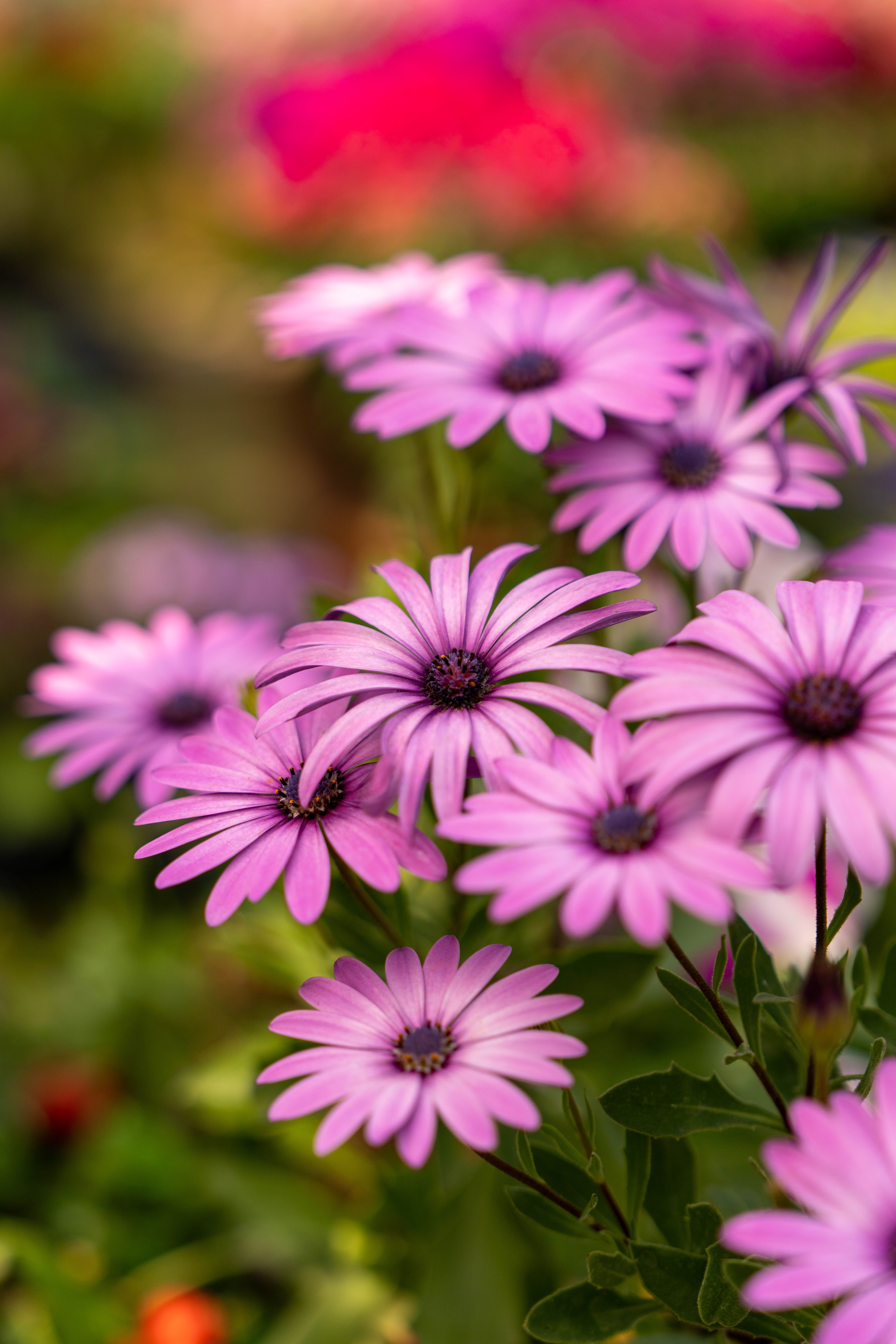 Margaritas Moradas Floreciendo En Un Jardín De Primavera · Foto de ...