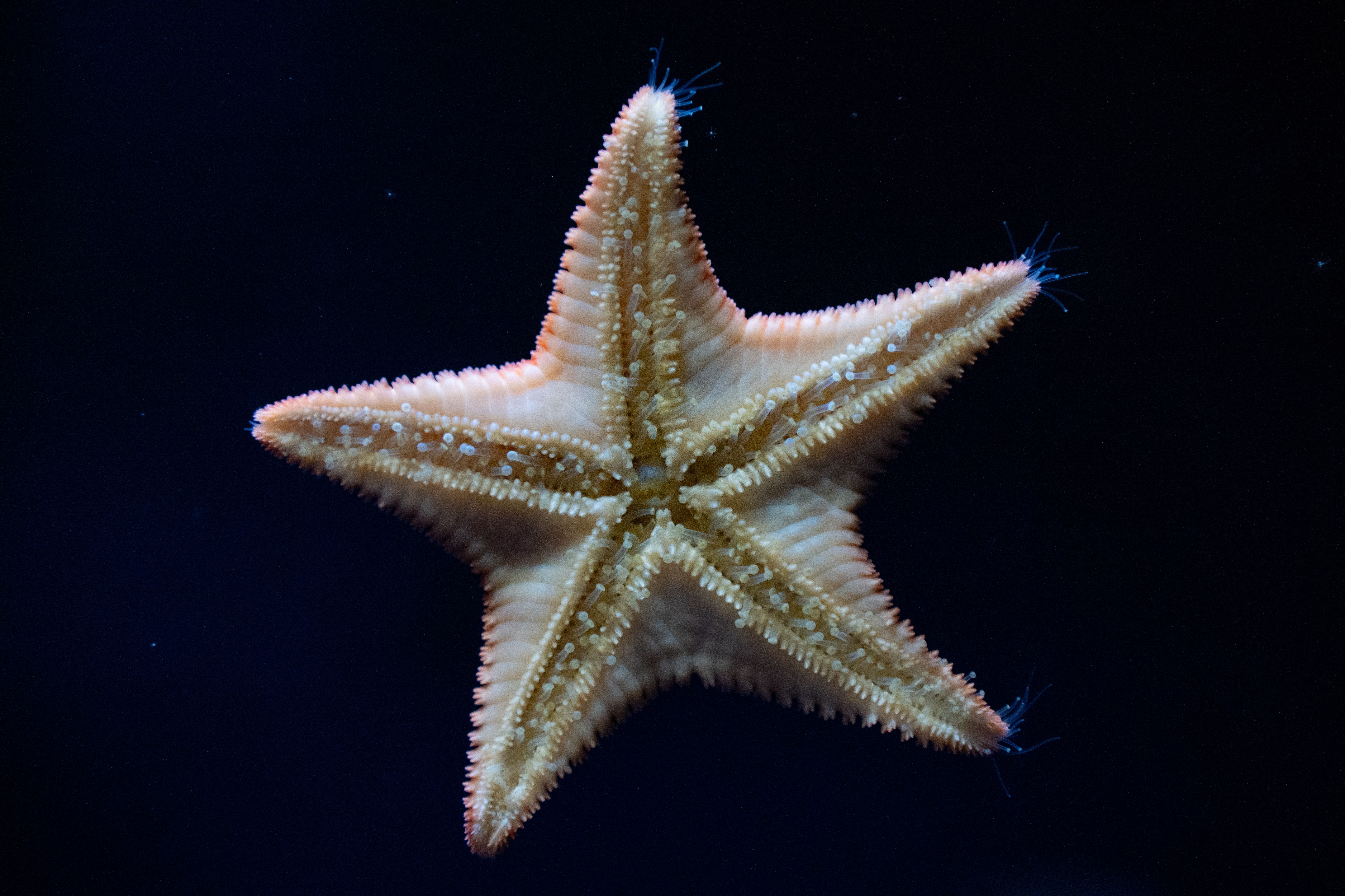 Close-up of a Starfish in Aquarium Setting · Free Stock Photo