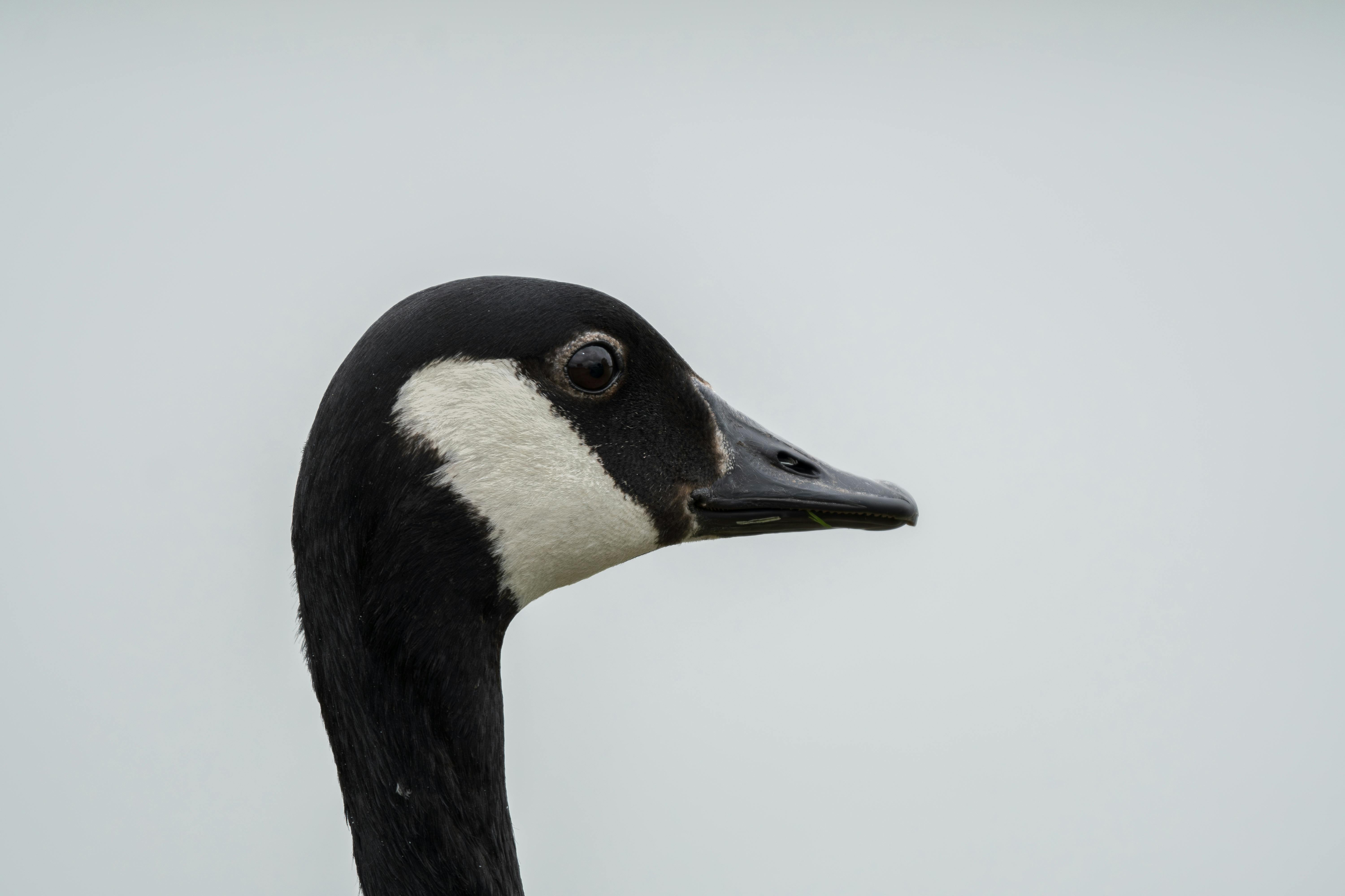 Close-up Profile of a Canada Goose's Head · Free Stock Photo