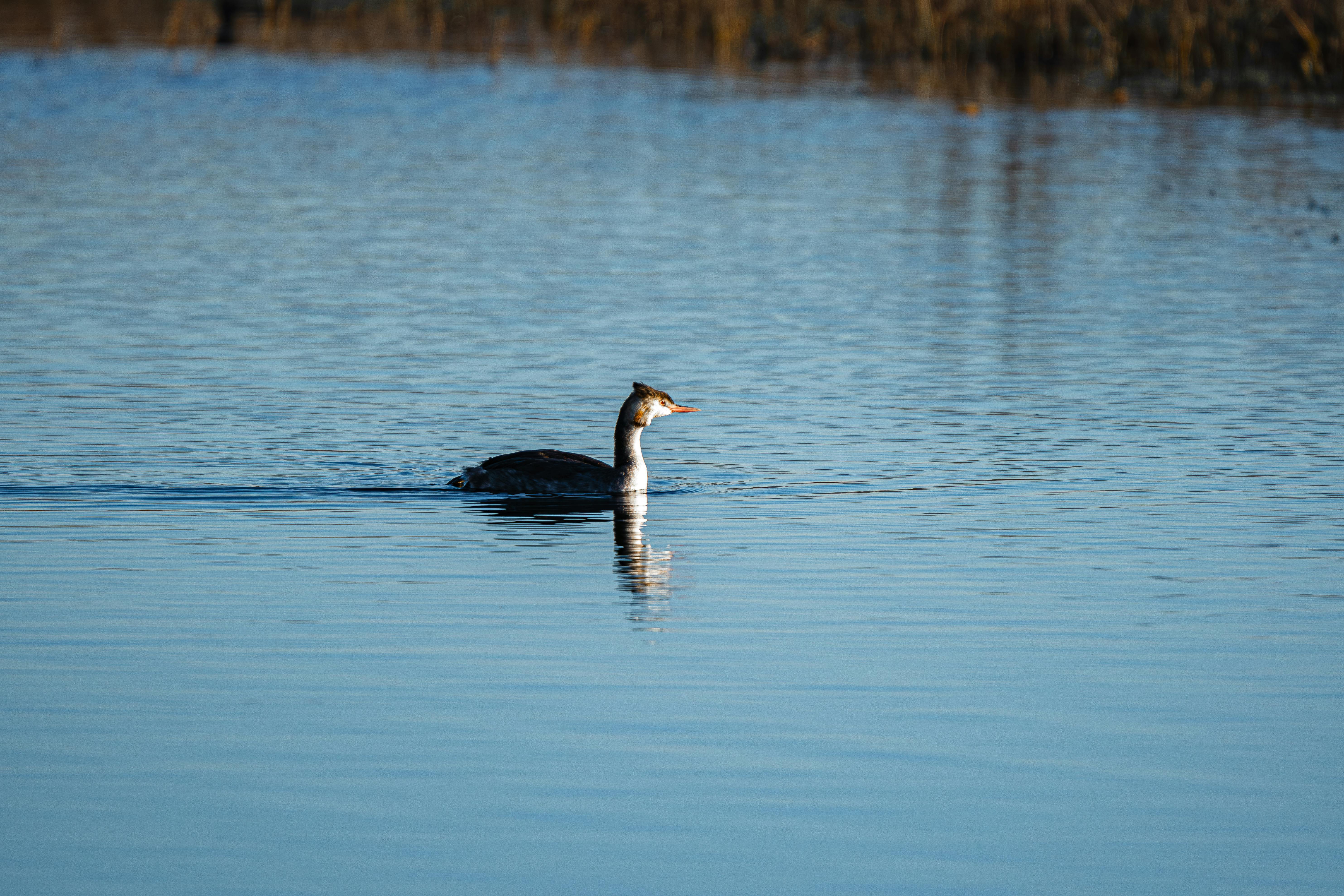 Pictures Collab Photos, Download The BEST Free Pictures Collab Stock ...