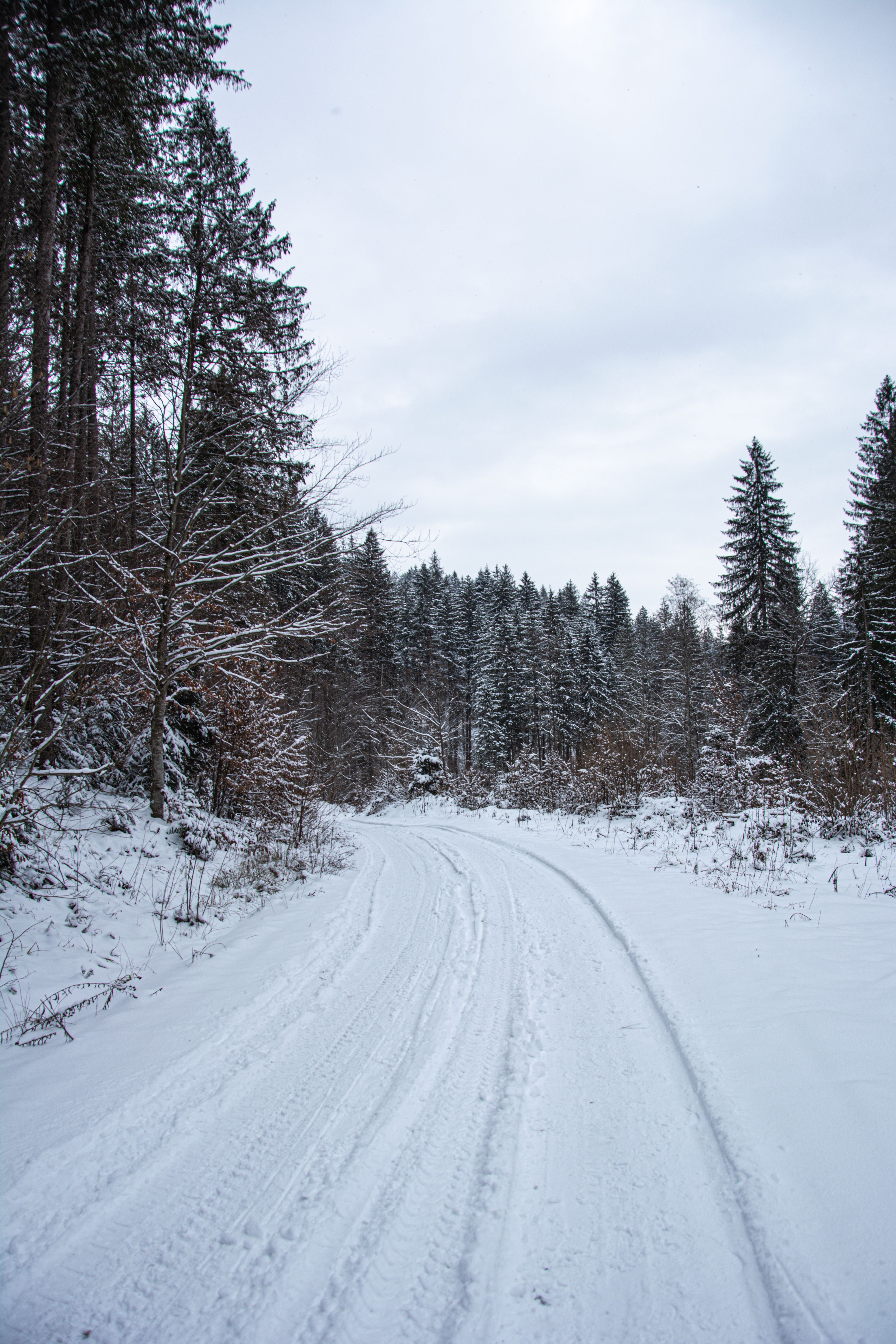Serene Snow-Covered Forest Pathway in Winter · Free Stock Photo