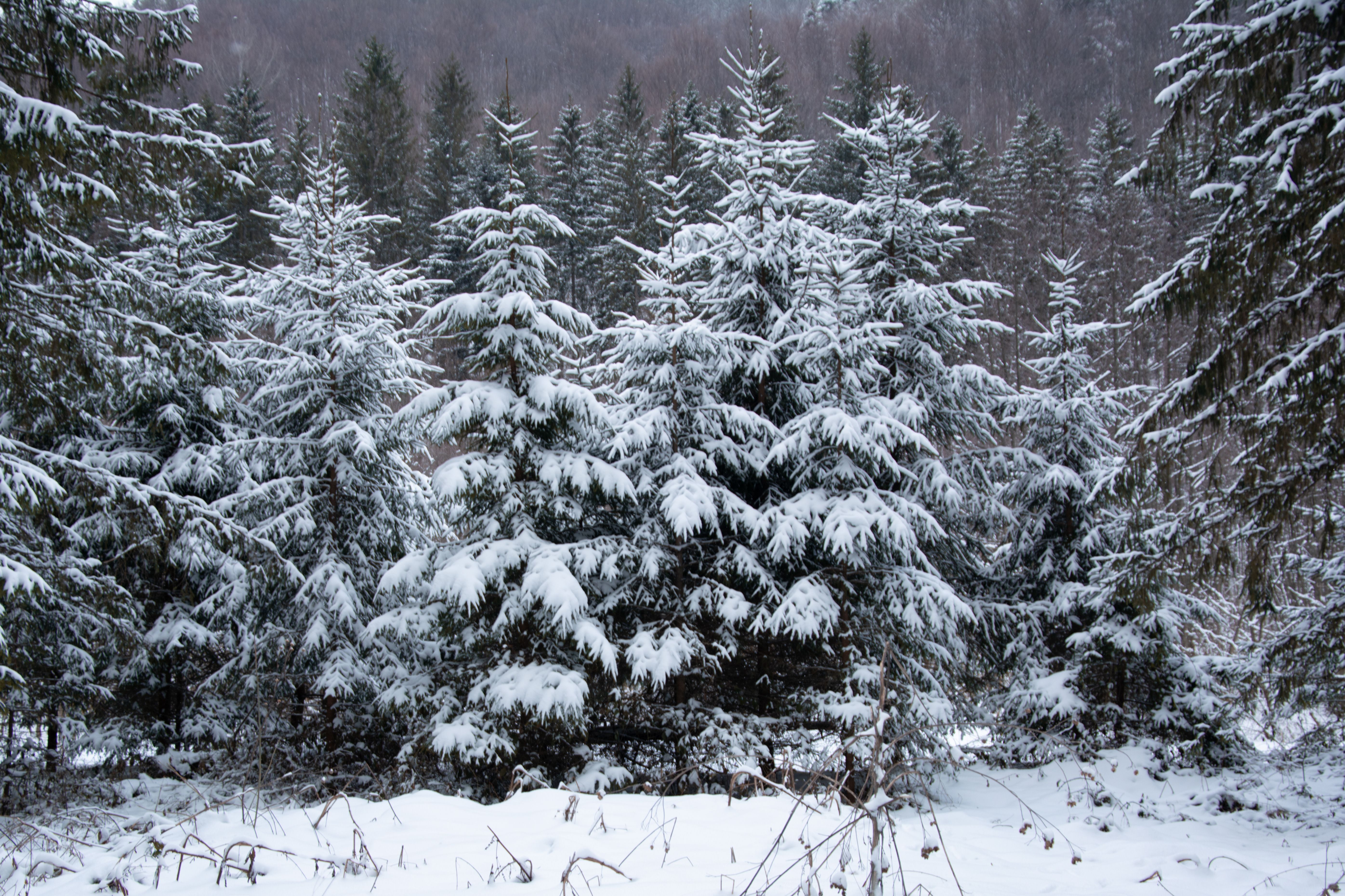 Snow-Covered Evergreen Forest in Winter · Free Stock Photo