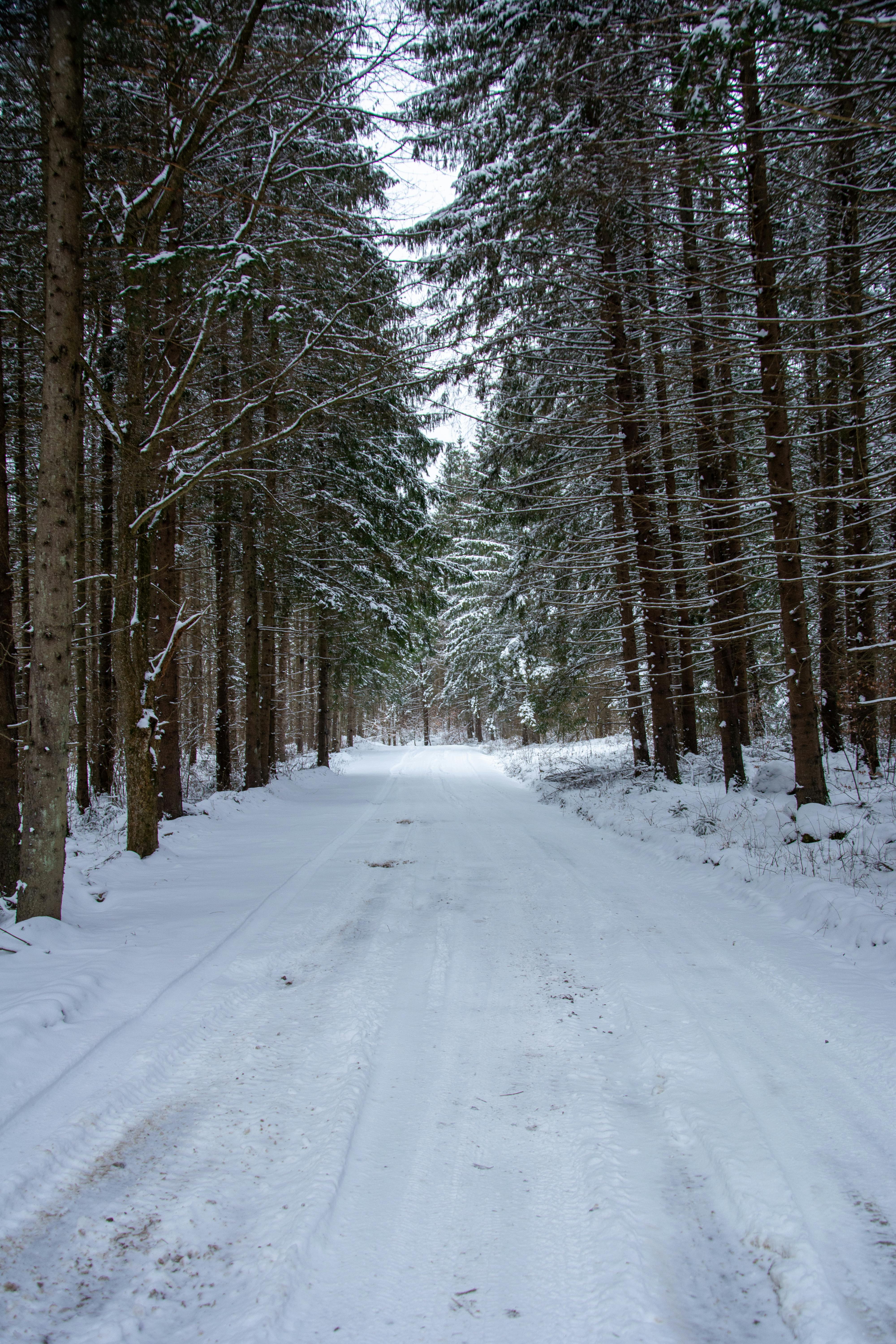 Snowy Forest Path in Winter Wonderland · Free Stock Photo