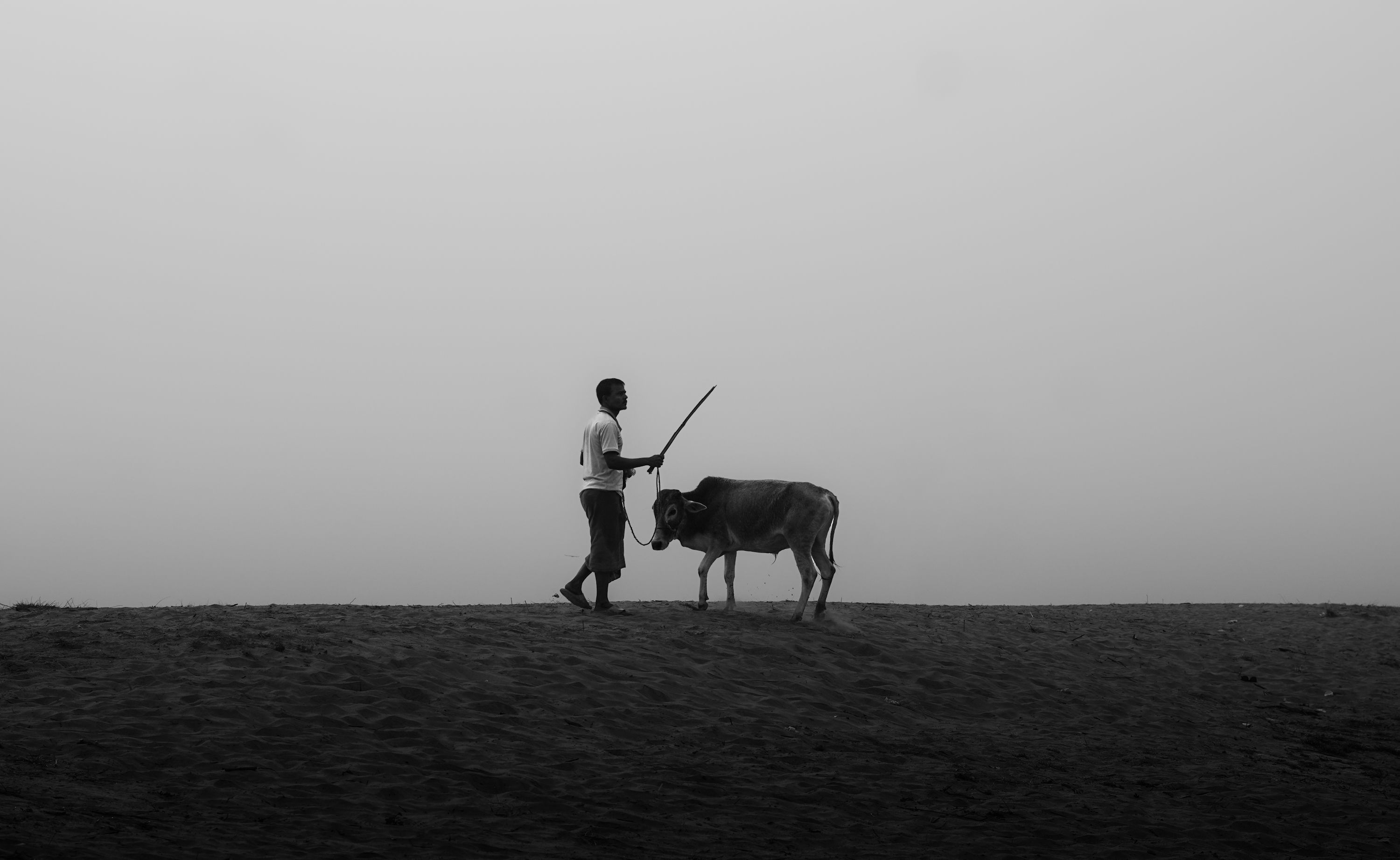 Silhouette of Man Leading Cow in Open Field · Free Stock Photo