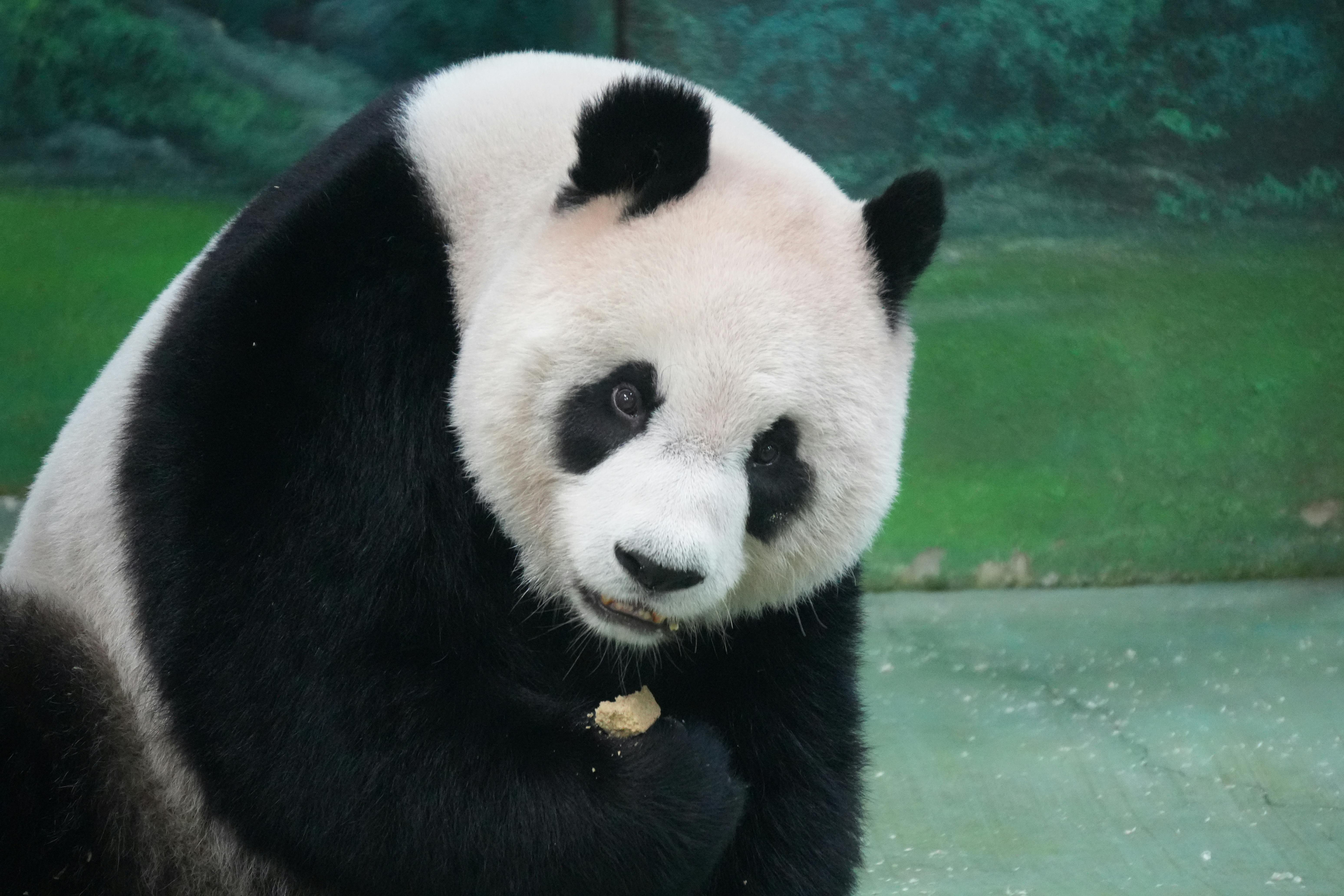 Giant Panda Eating Bamboo in Taipei Zoo · Free Stock Photo
