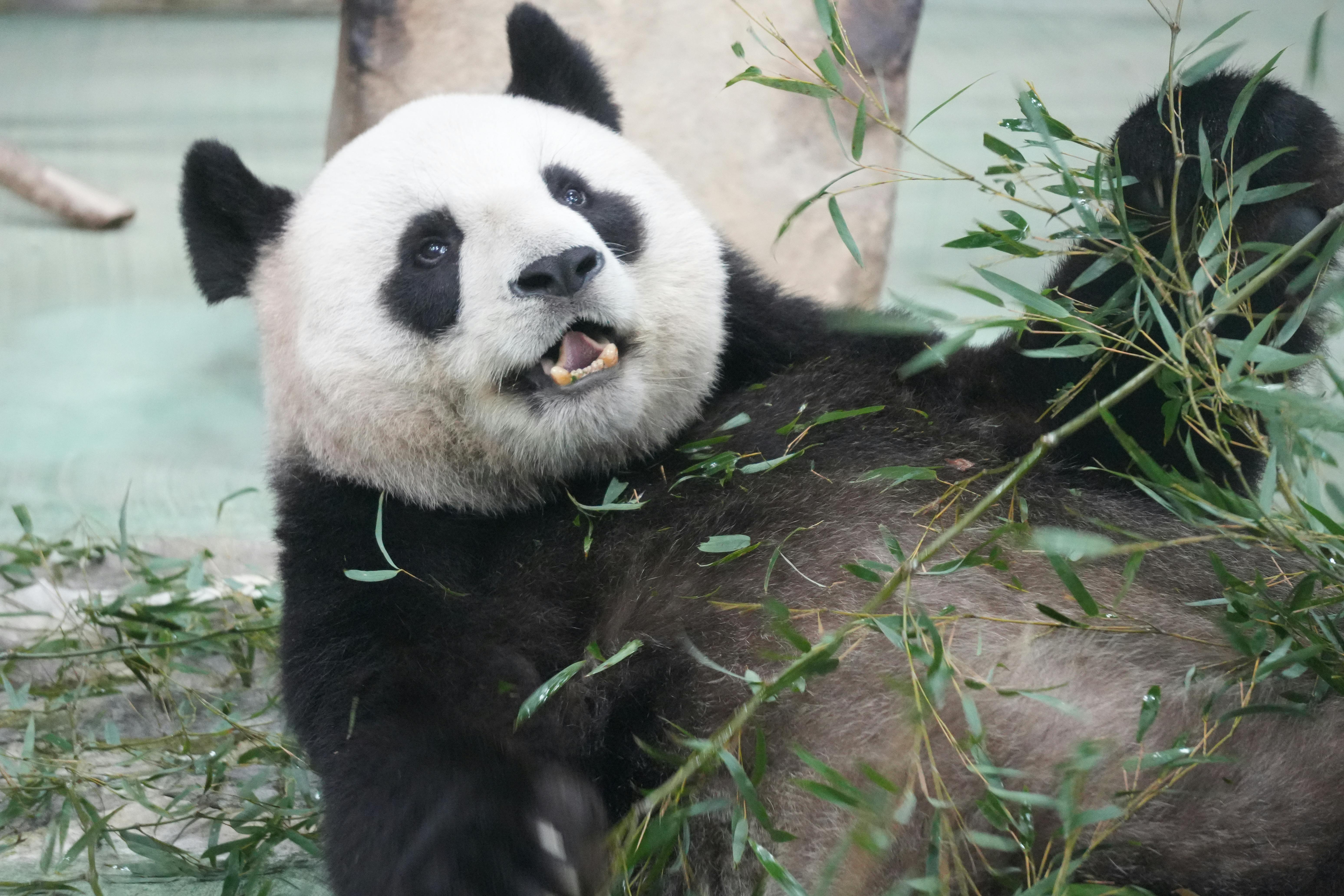 Playful Giant Panda Eating Bamboo in Taipei Zoo · Free Stock Photo