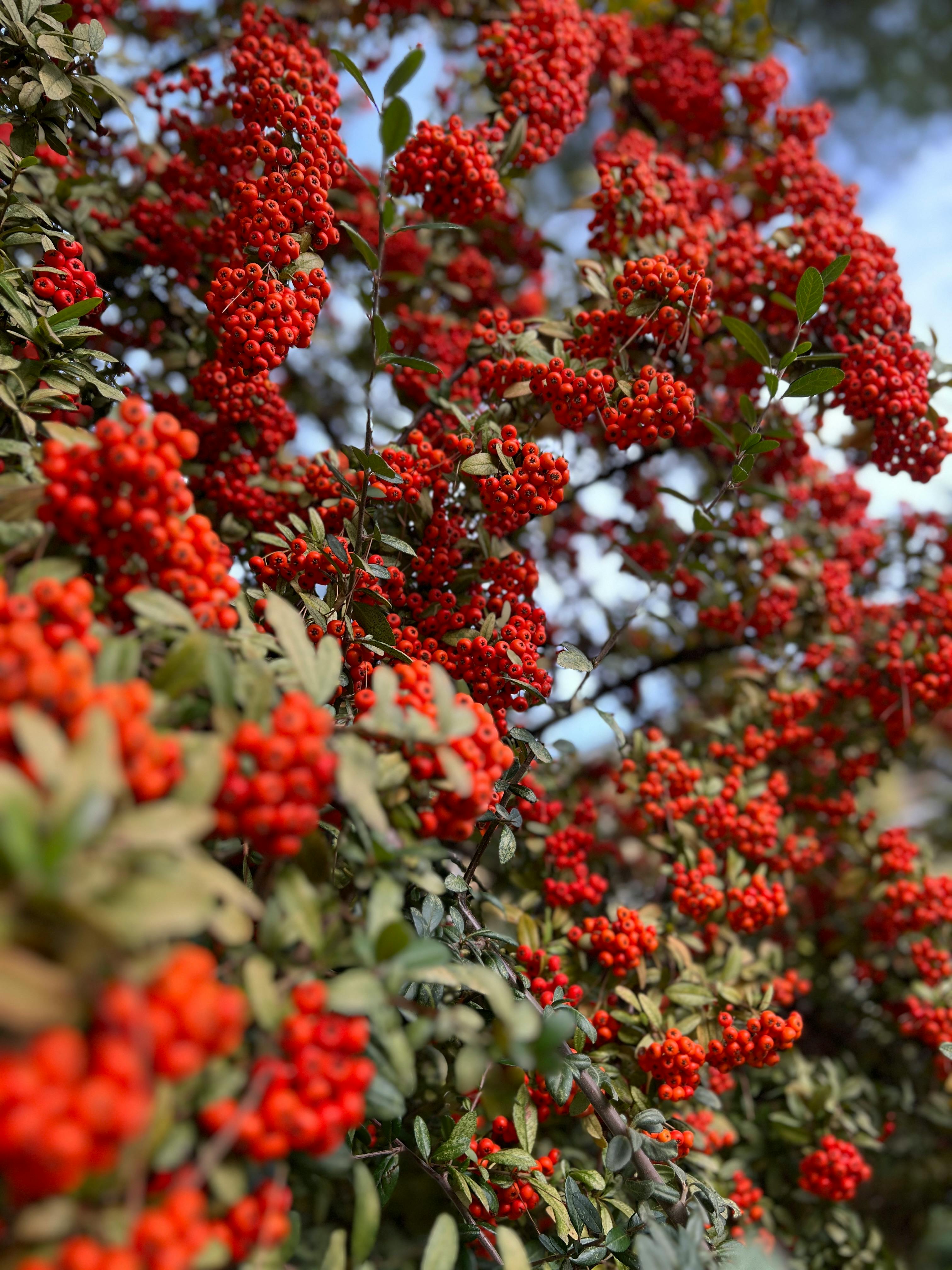 Vibrant Red Pyracantha Bush in Bloom · Free Stock Photo
