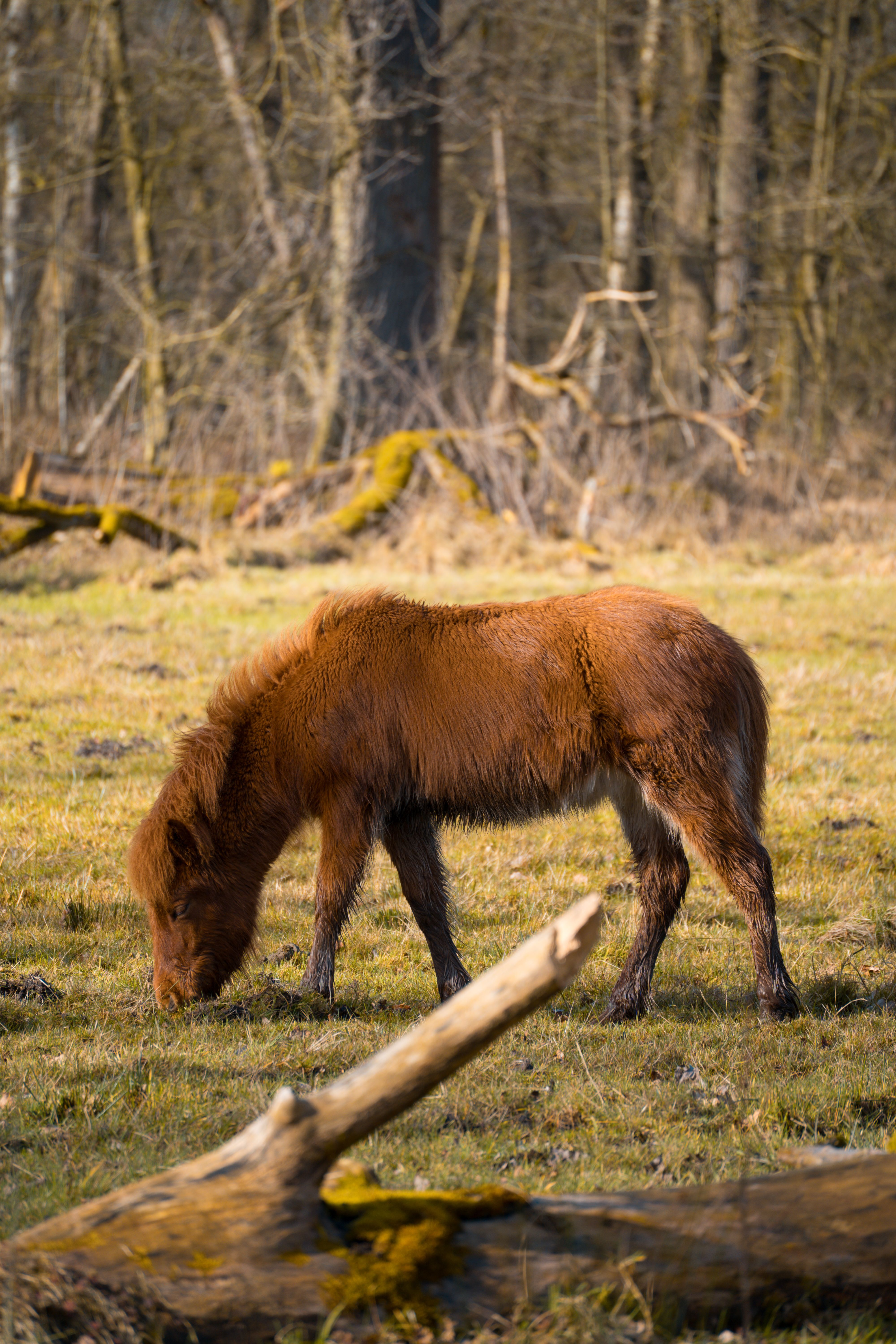Wild Pony Grazing in a Forest Clearing · Free Stock Photo