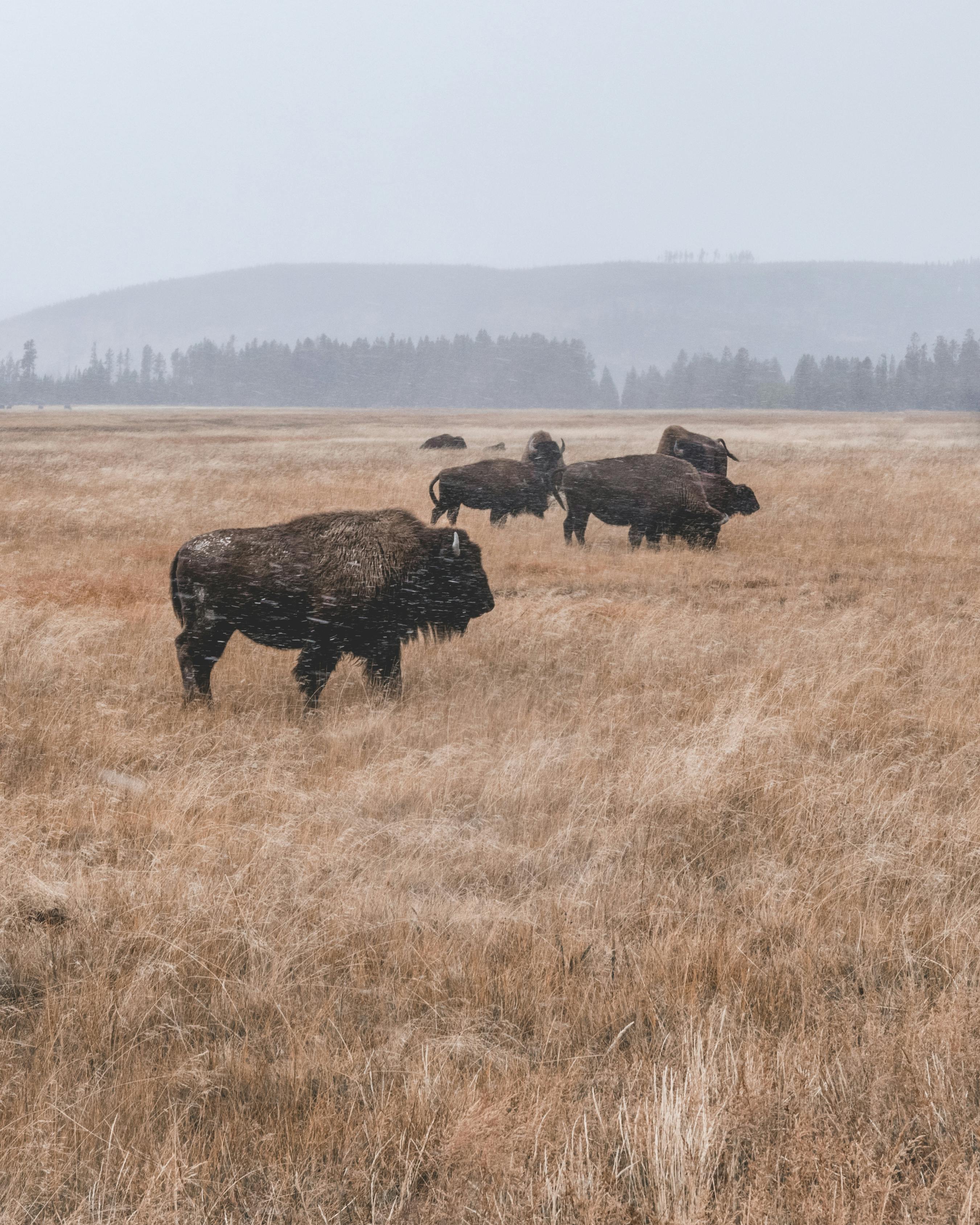 Bisonte Americano En El Parque Nacional De Yellowstone · Foto de stock ...
