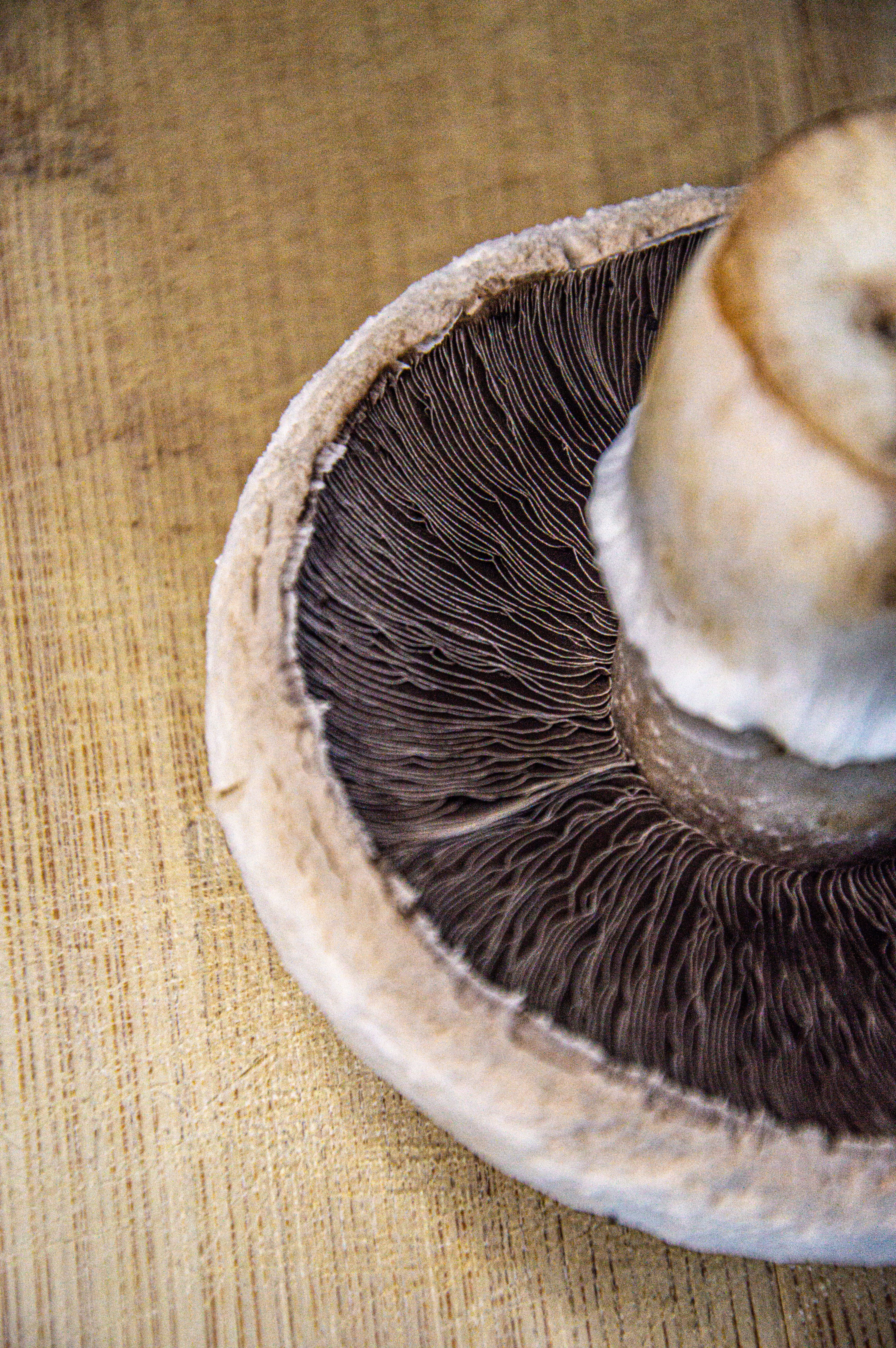 Close-up of Portobello Mushroom Cap Texture · Free Stock Photo