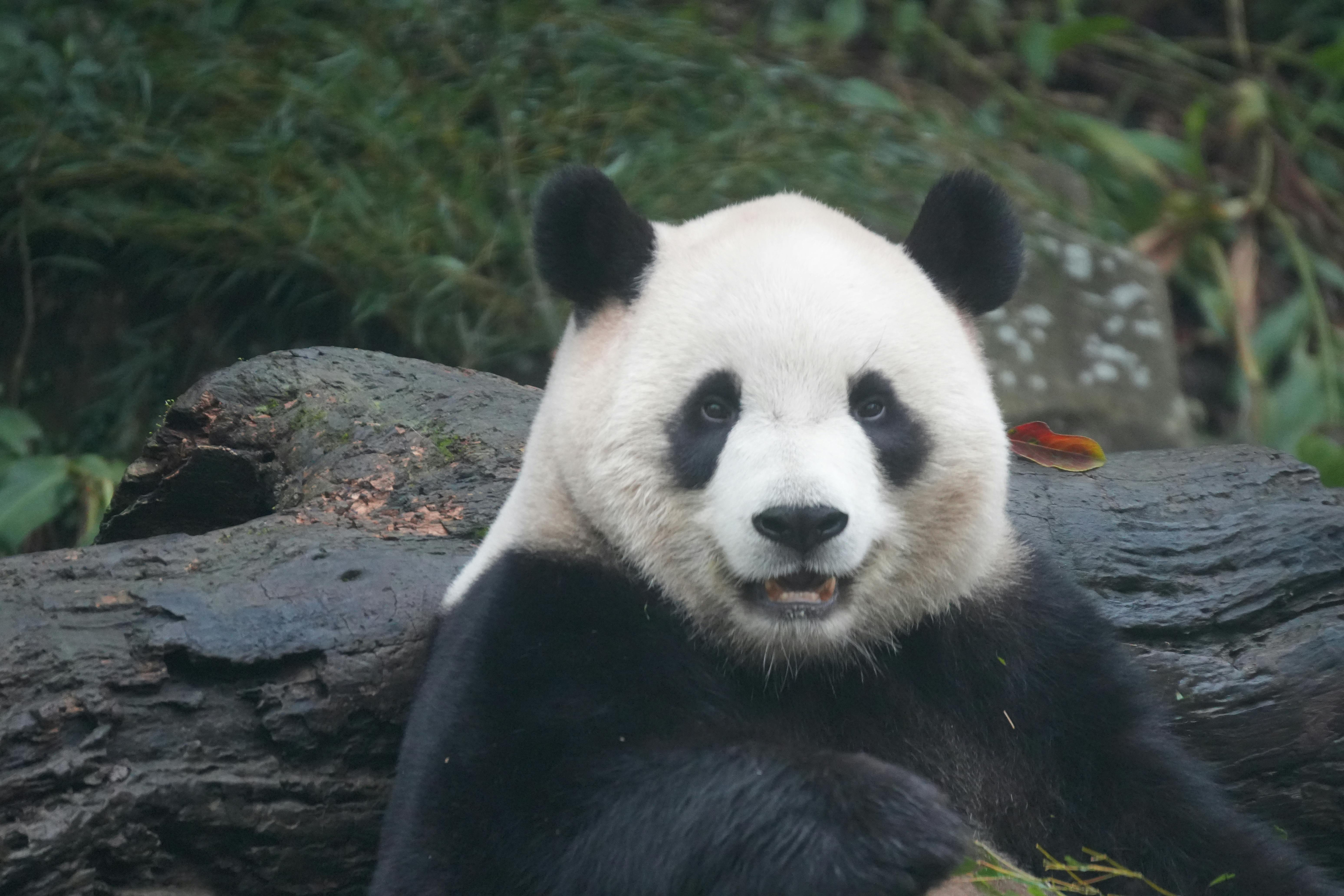 Giant Panda Resting on a Log in Taiwan · Free Stock Photo