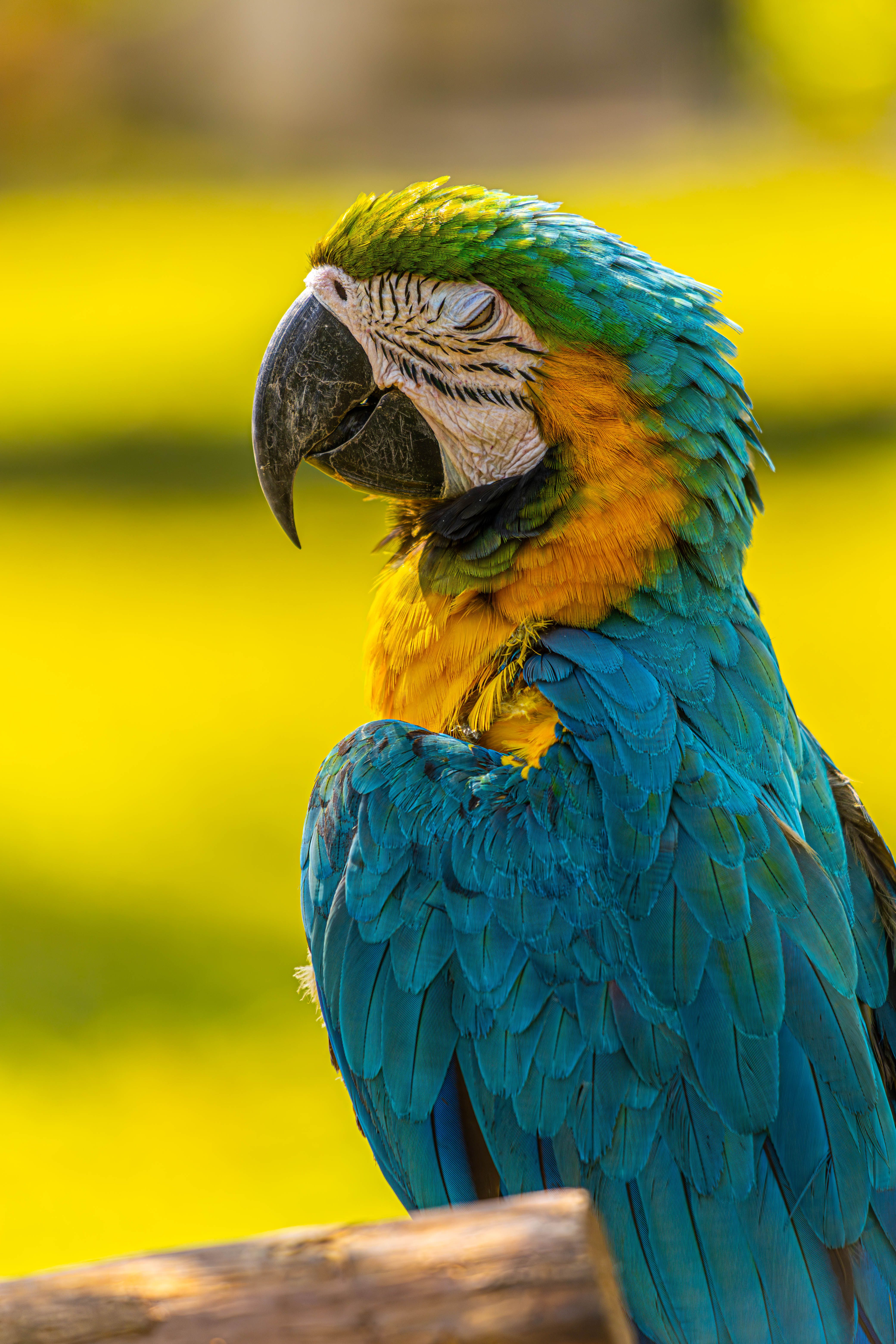 Close-up Photography of a Blue-and-Yellow Macaw · Free Stock Photo
