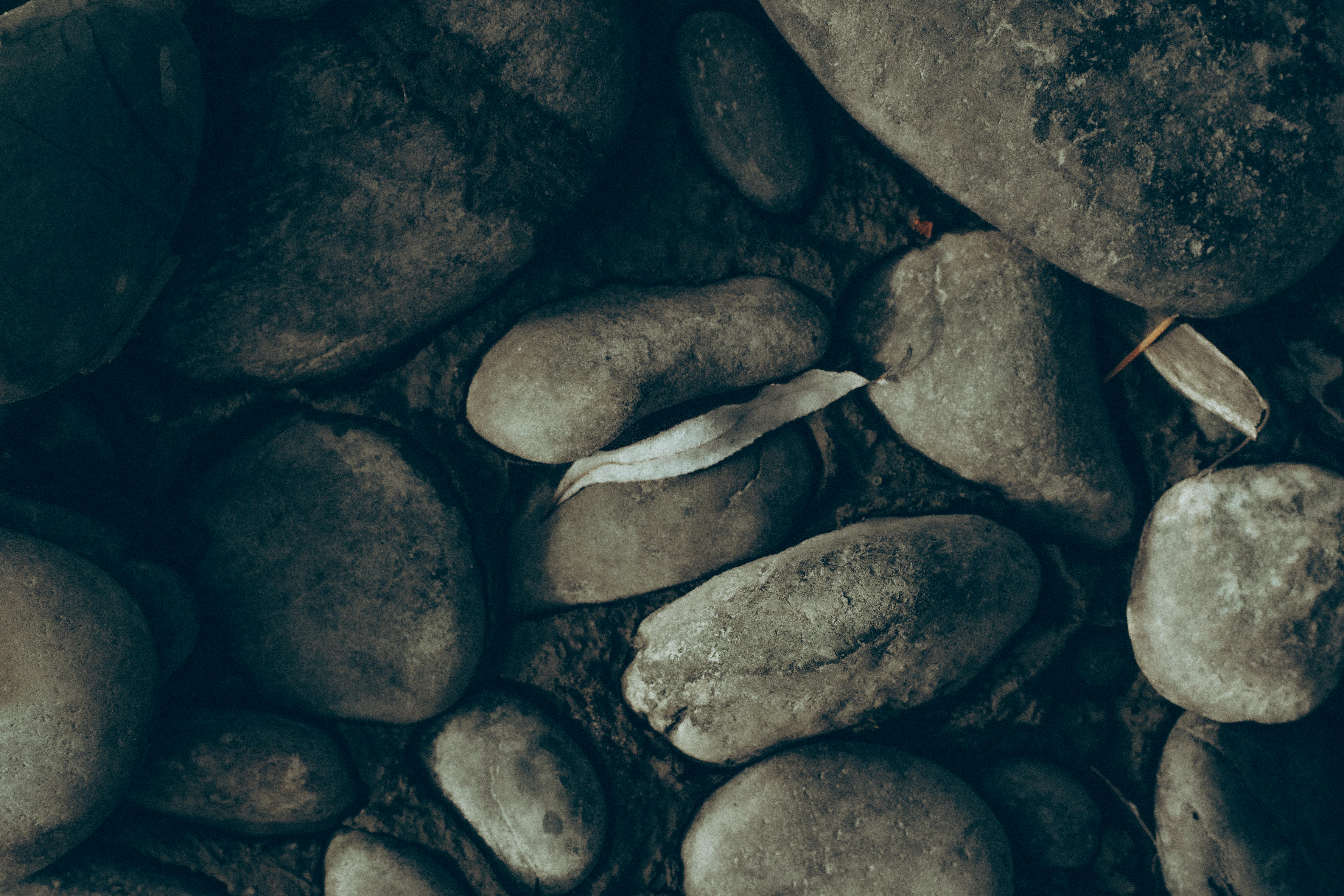 Grey Pfp Photos, Download The BEST Free Grey Pfp Stock Photos & HD Images