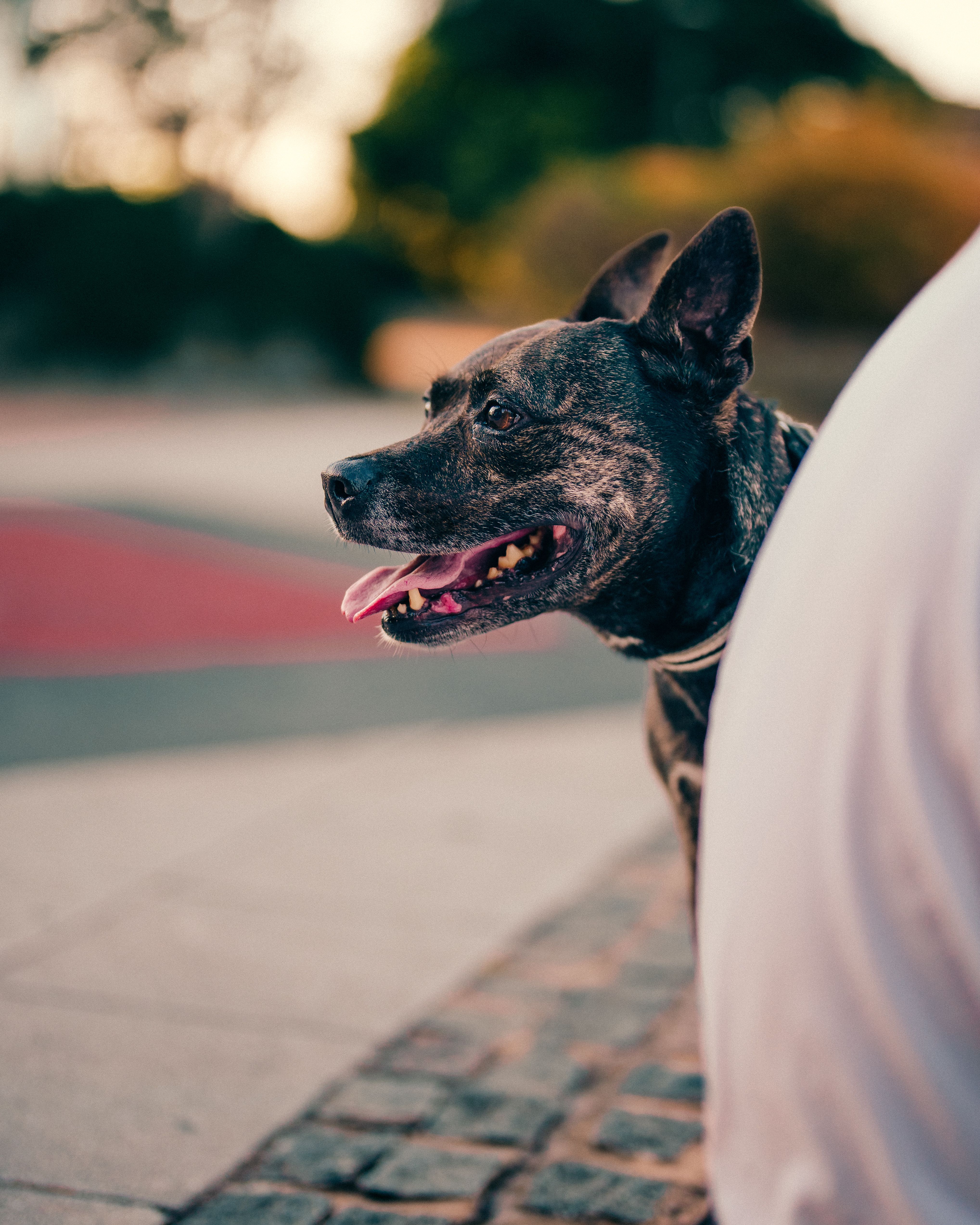 Stylish Urban Dog in Buenos Aires Street Scene · Free Stock Photo
