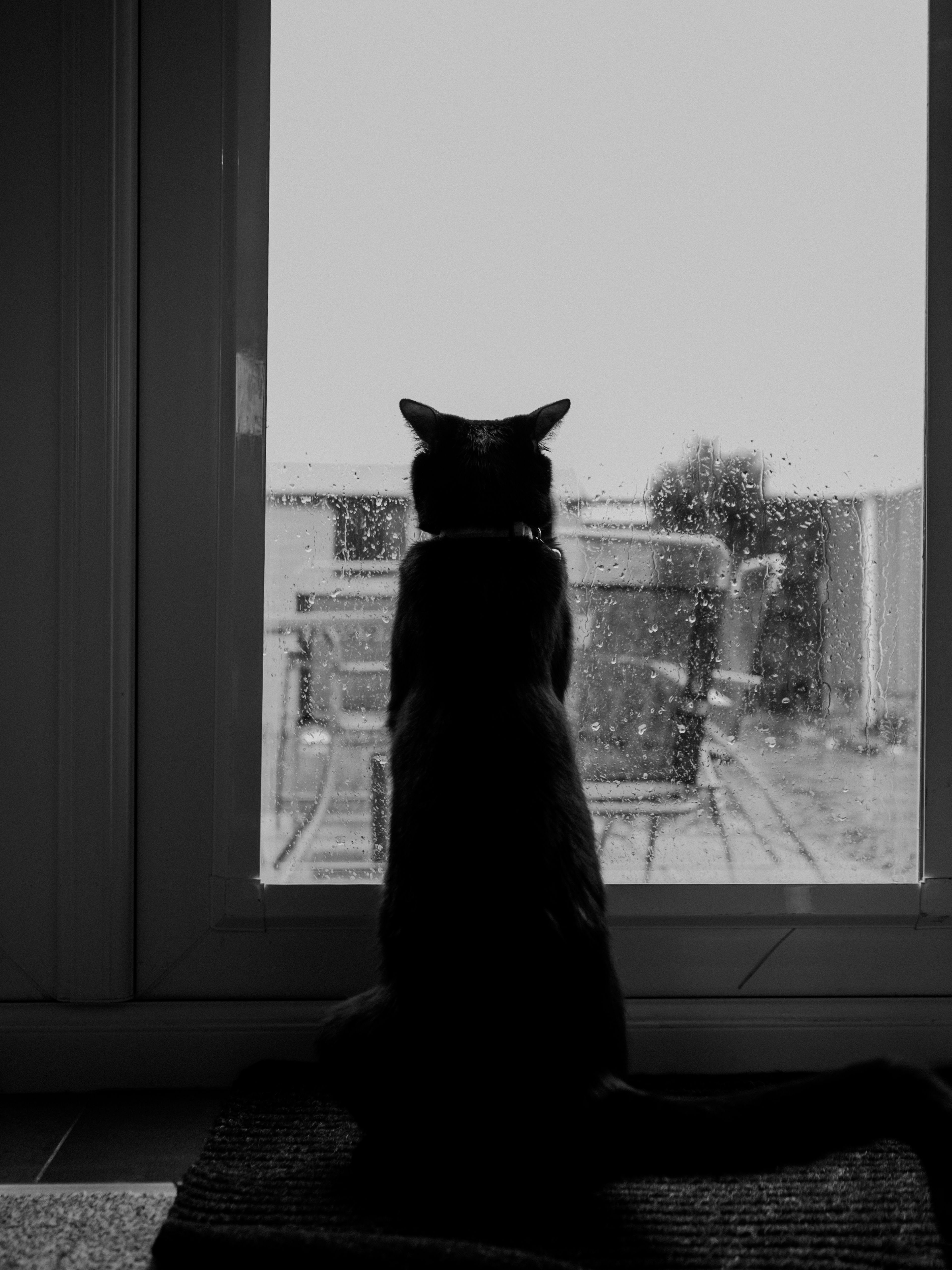Black Cat Watching Rain Through Glass Door · Free Stock Photo