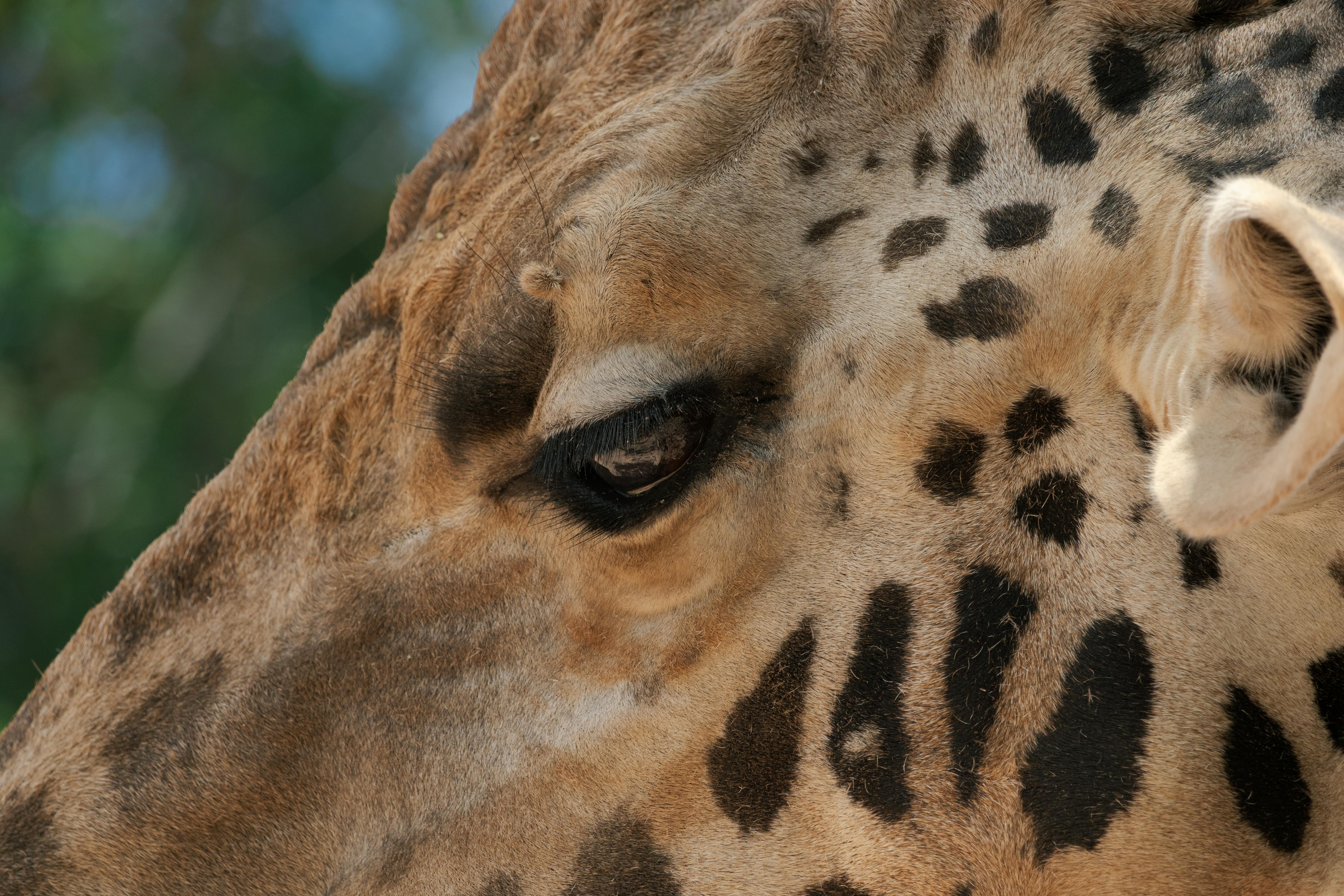 Close-up of Giraffe's Eye and Patterns · Free Stock Photo