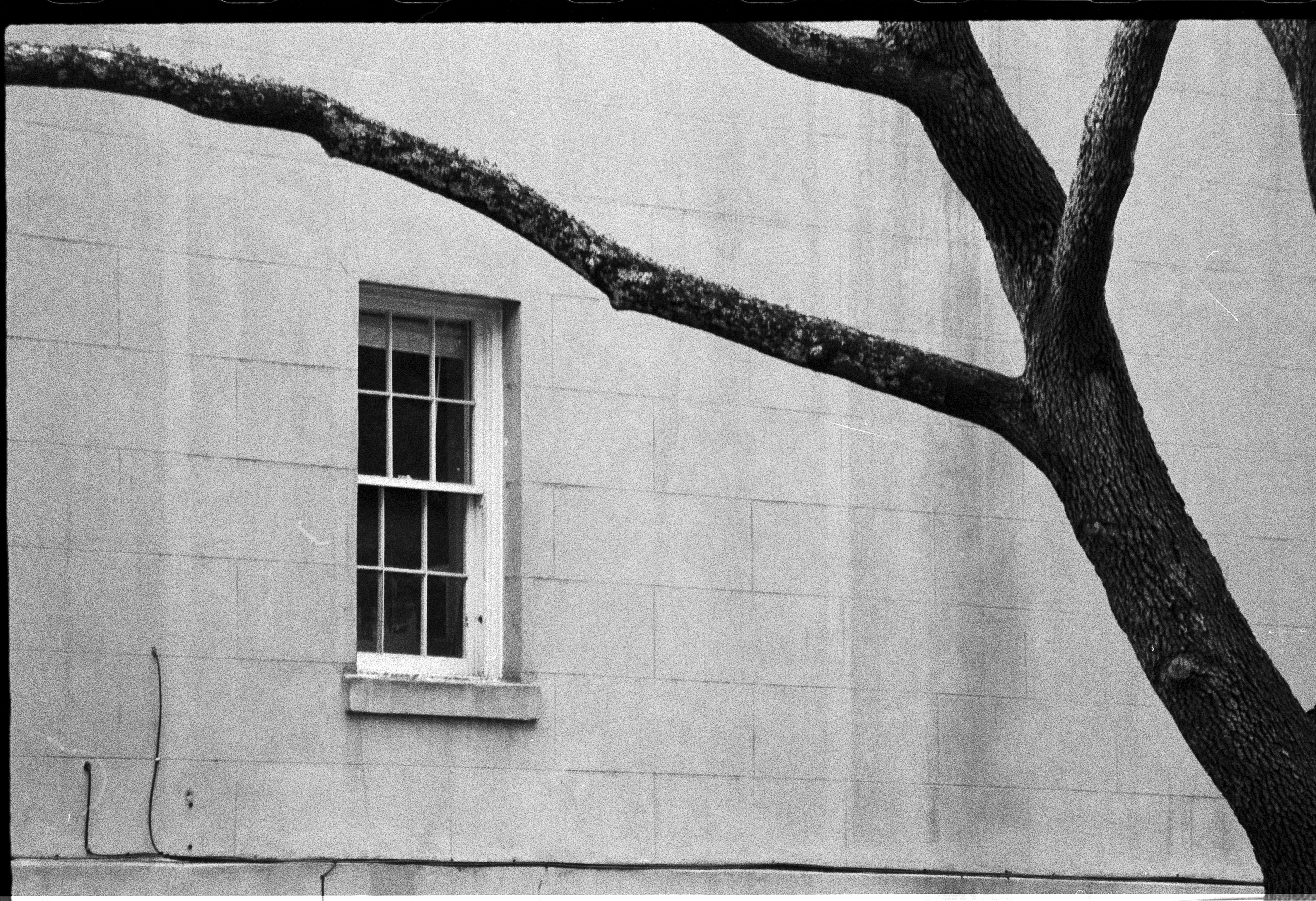 Black and White Window with Tree Silhouette · Free Stock Photo