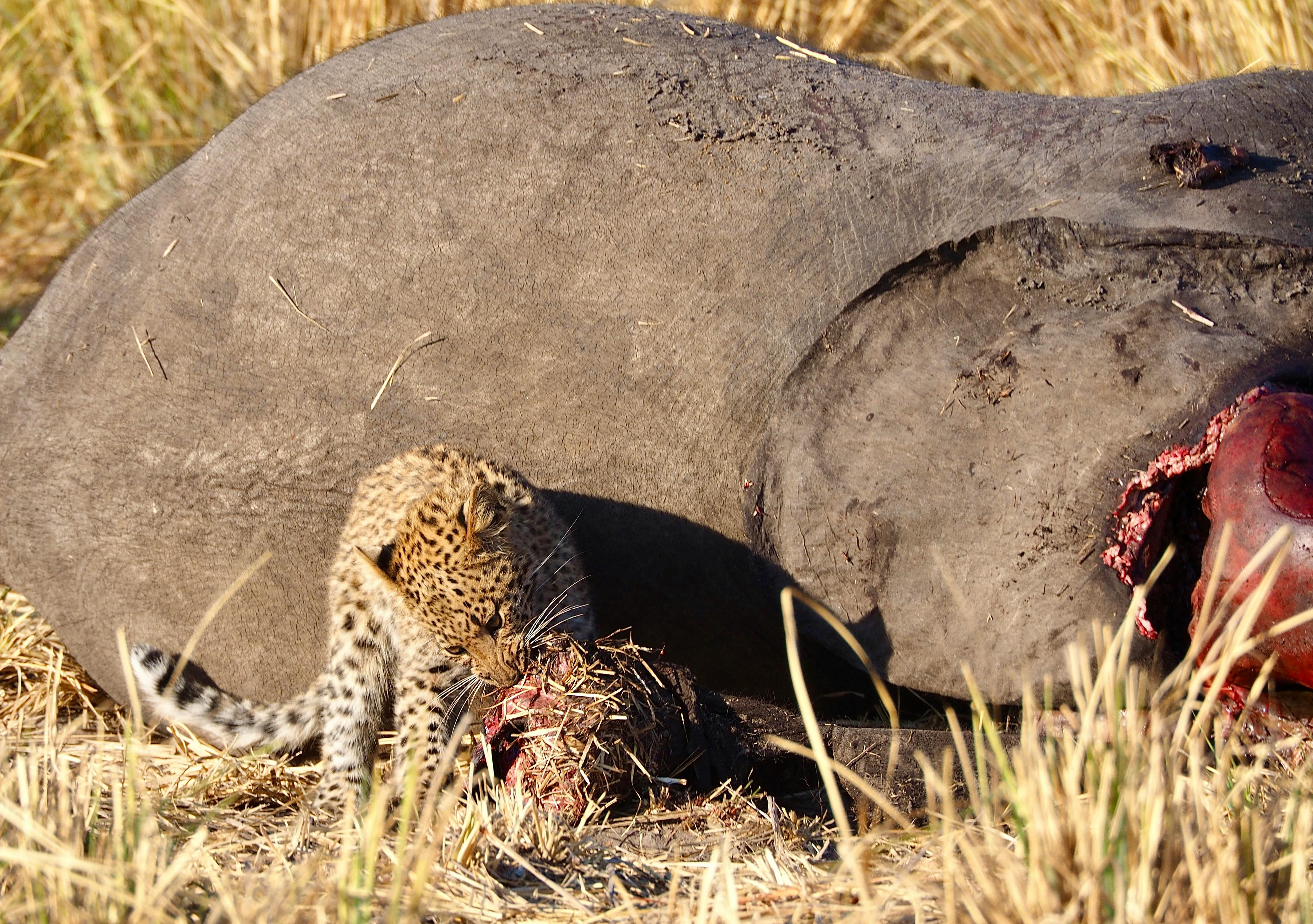 Elephant Hunting Photos, Download The BEST Free Elephant Hunting Stock ...