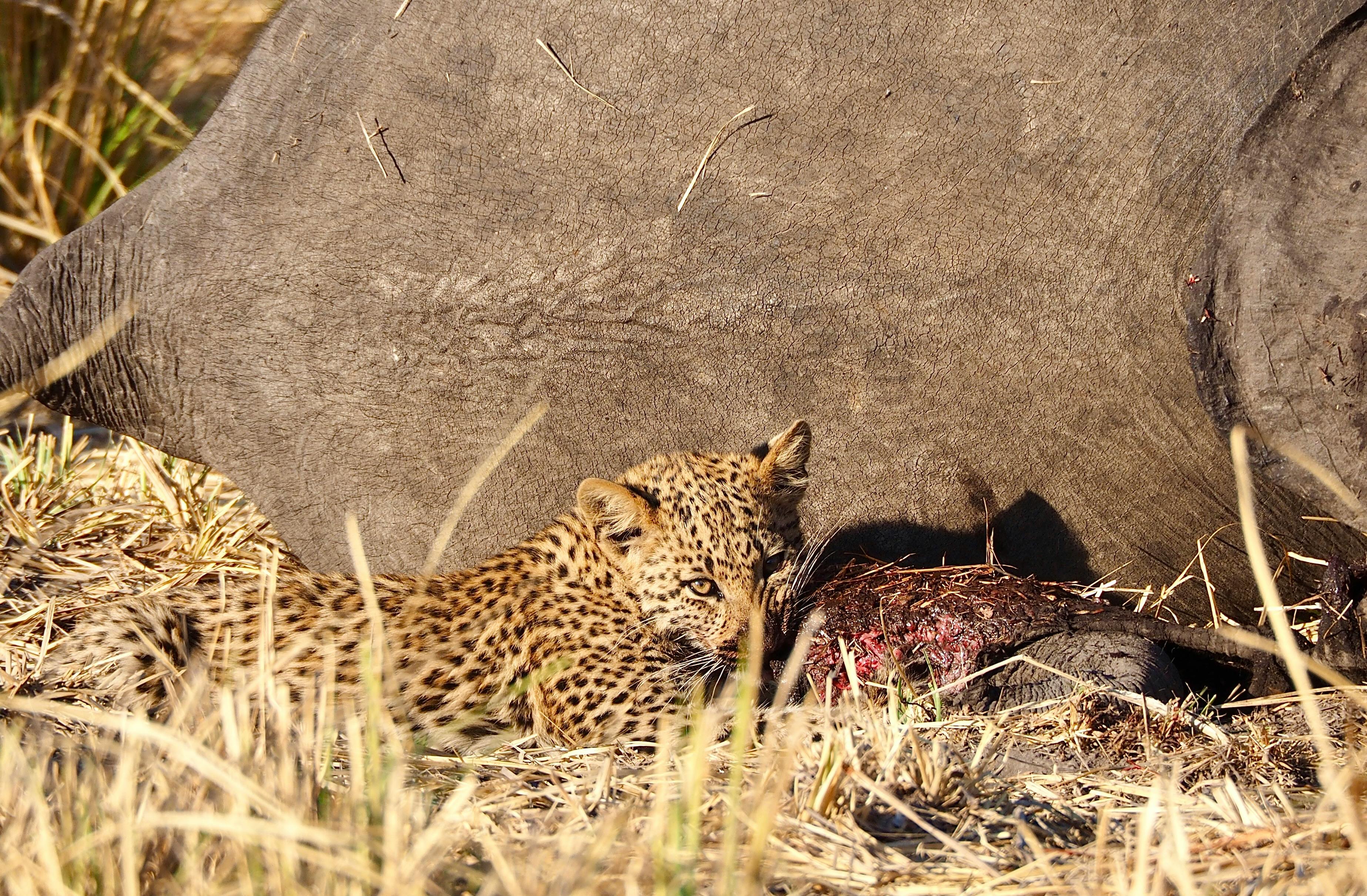 Leopard Cub Feeding on Prey in African Savannah · Free Stock Photo