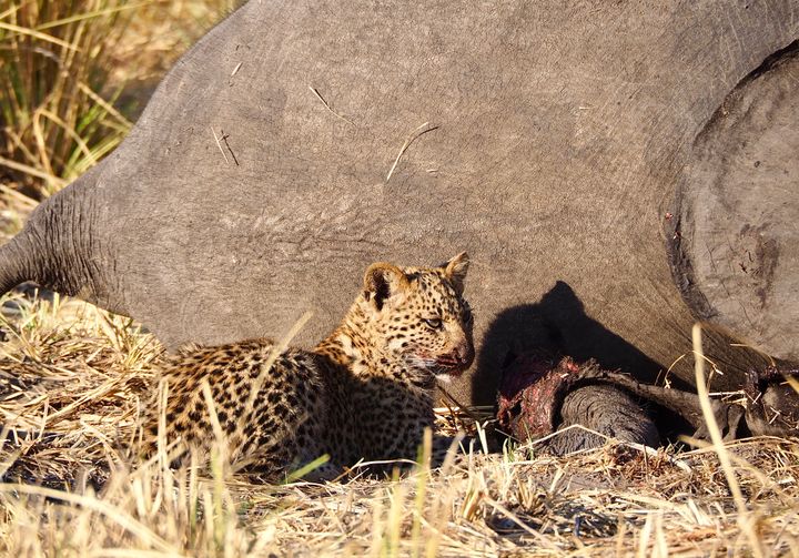 Main Cause of Animal Deaths: Human Negligence and Habitats