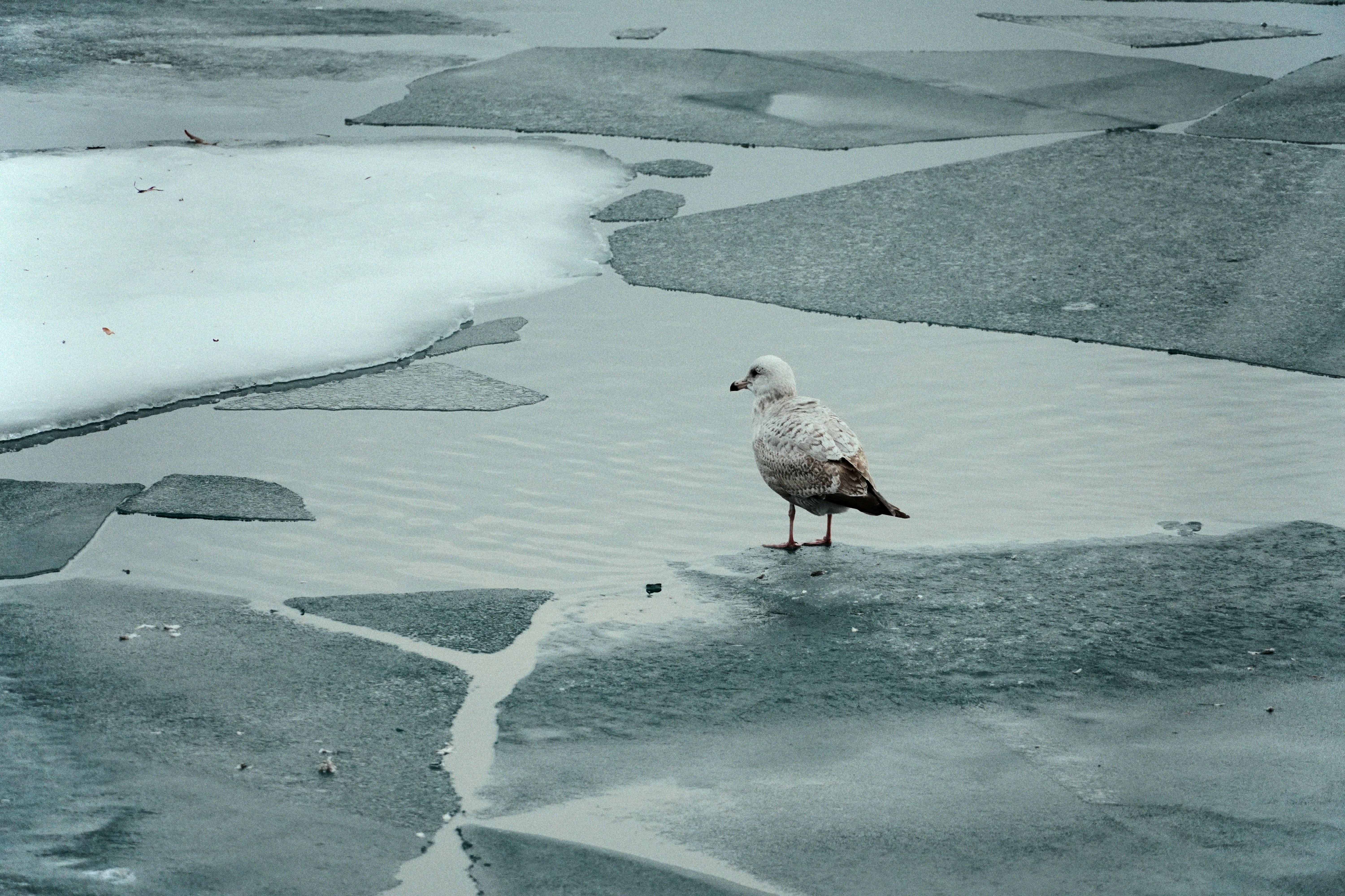 Ice Bird Photos, Download The BEST Free Ice Bird Stock Photos & HD Images