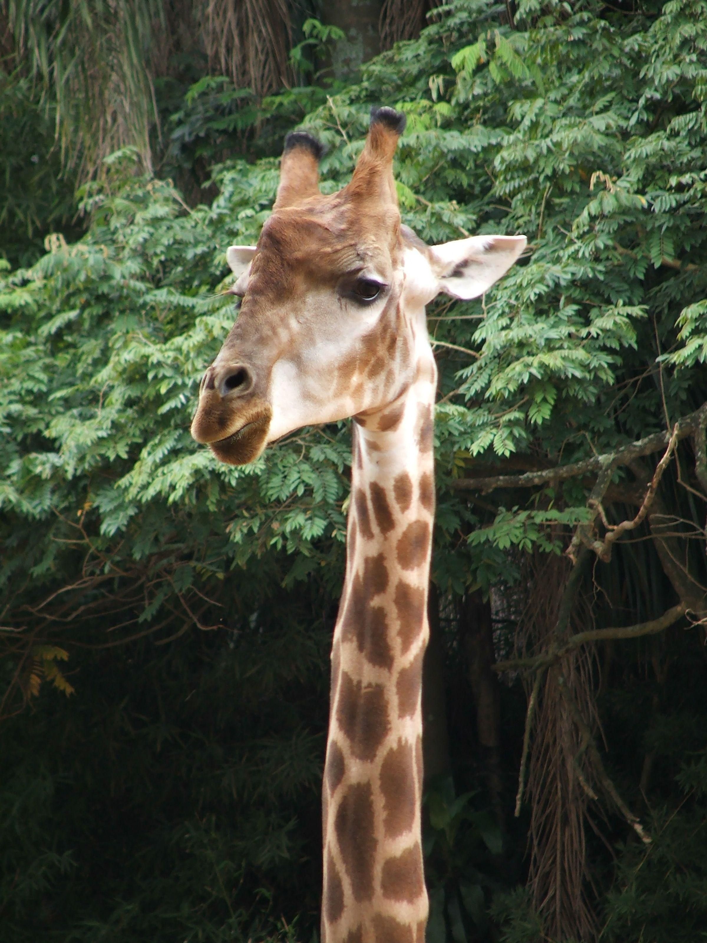 Majestuoso Retrato De Jirafa En El Zoológico De São Paulo · Foto de ...