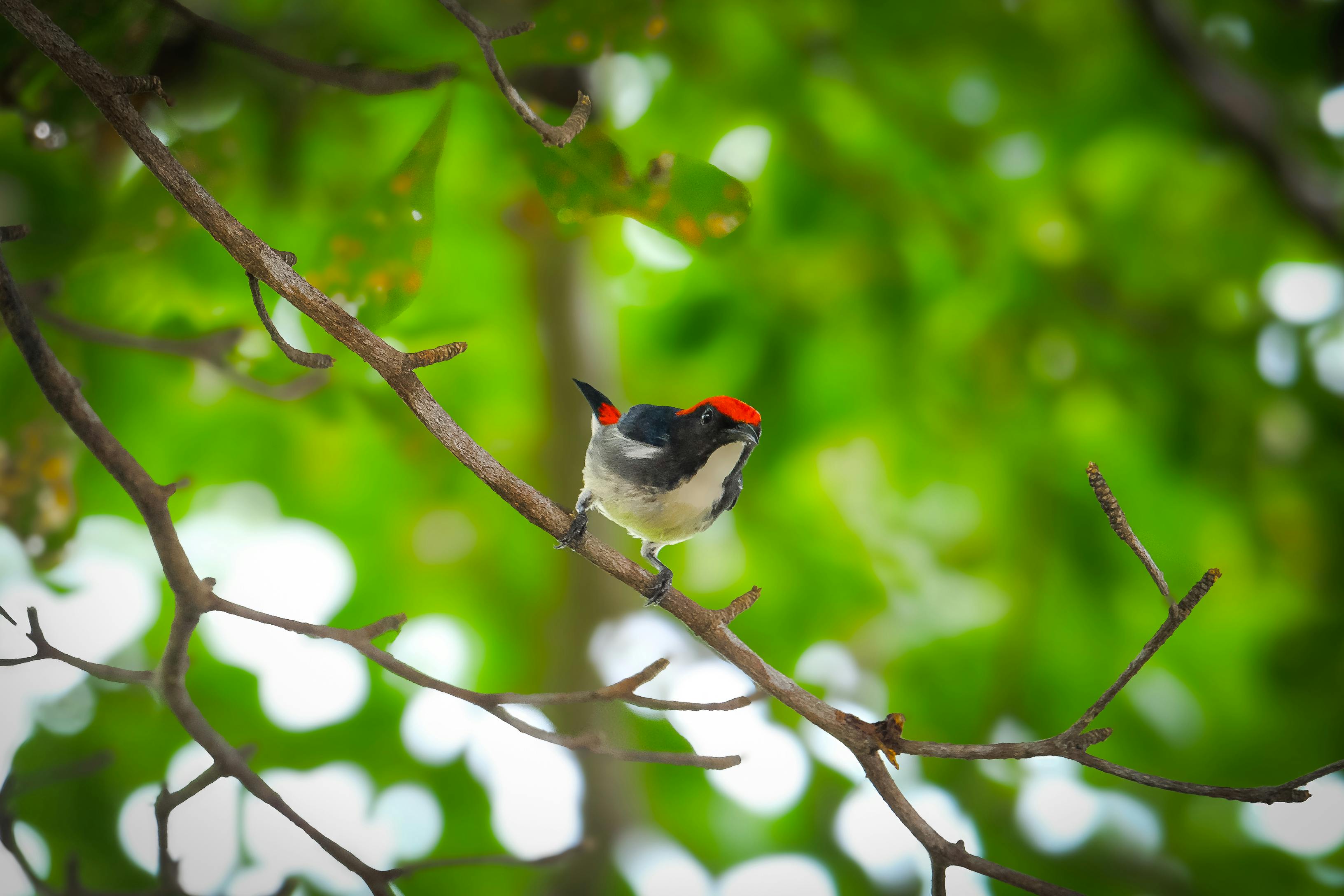 Vibrant Red-Capped Bird on Tree Branch · Free Stock Photo