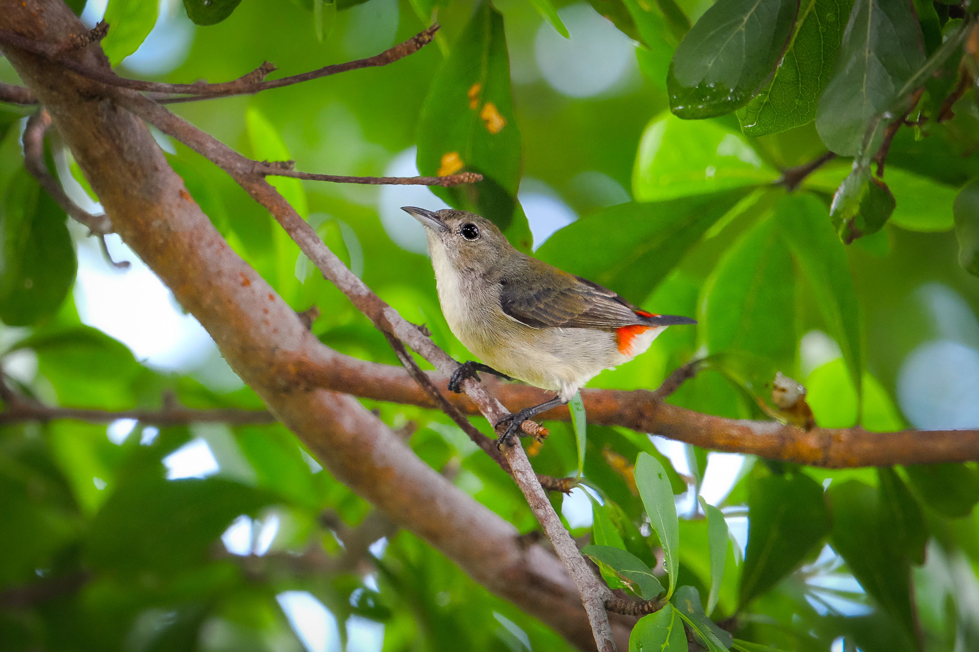 Colorful Small Bird on a Tree Branch in Nature · Free Stock Photo