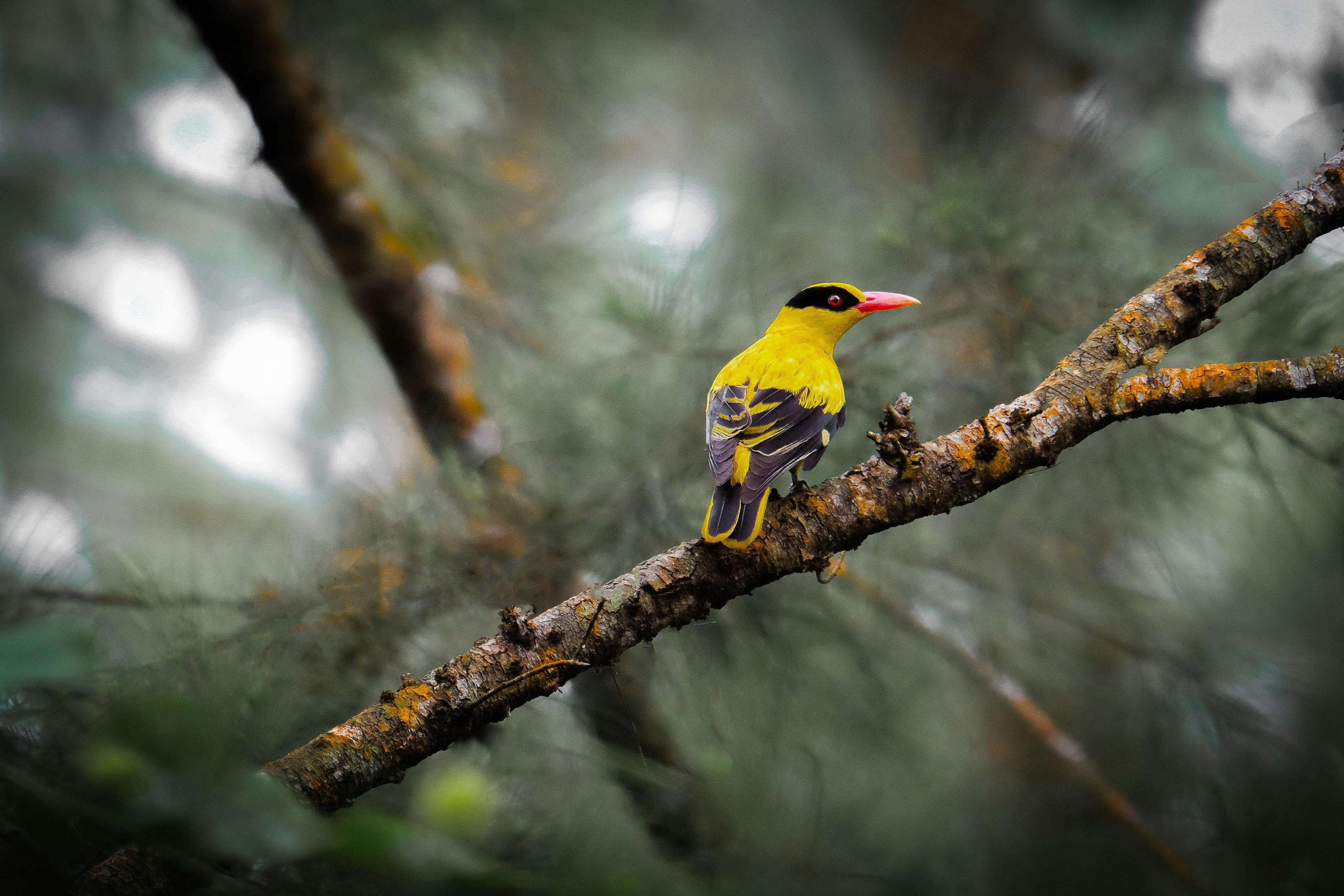 Burung Oriole Berleher Hitam Di Cabang Pohon Di Hutan · Foto Stok Gratis