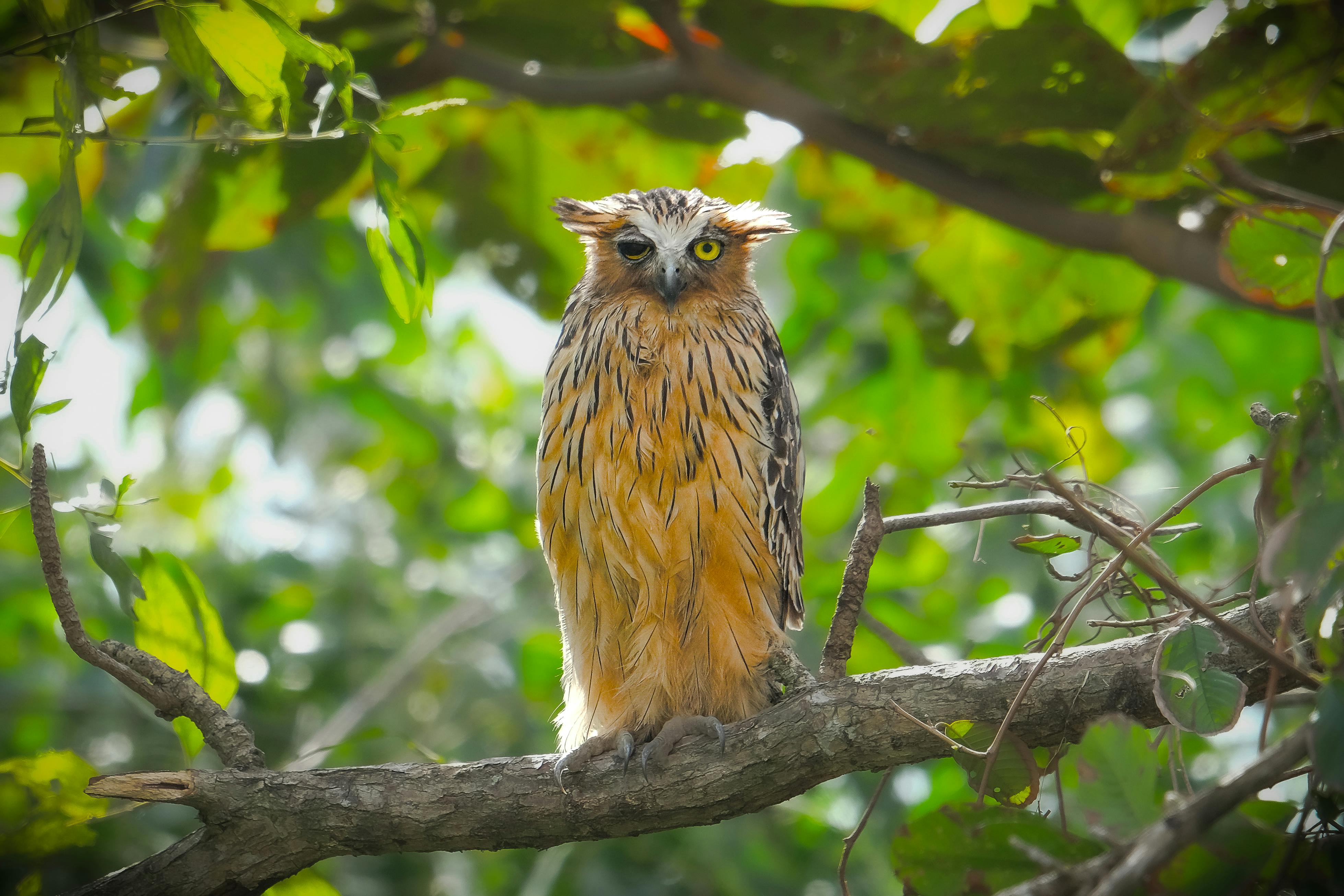 Sumatran Owl Perched on Forest Branch · Free Stock Photo