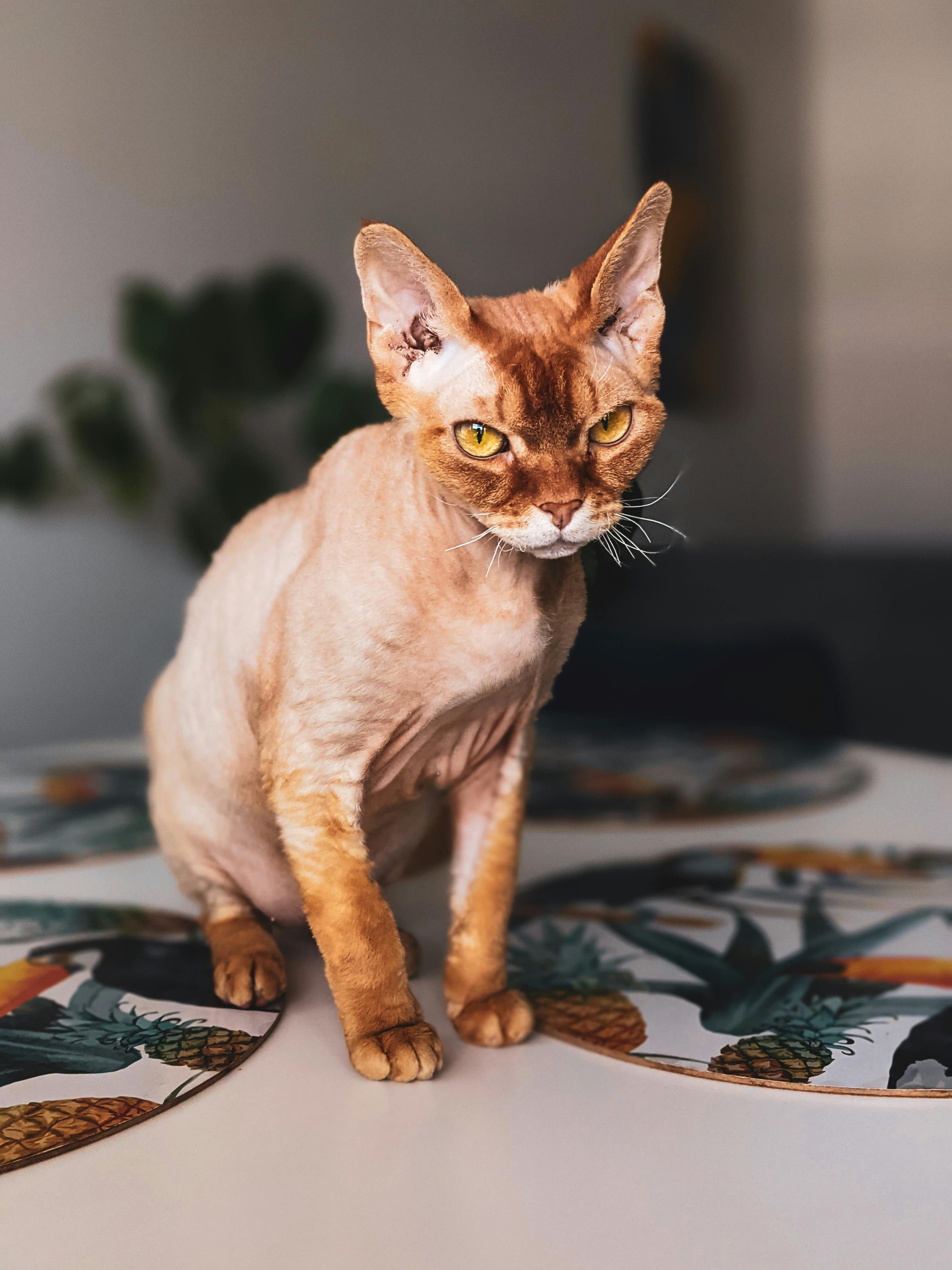 Close-up of Devon Rex on Patterned Table · Free Stock Photo