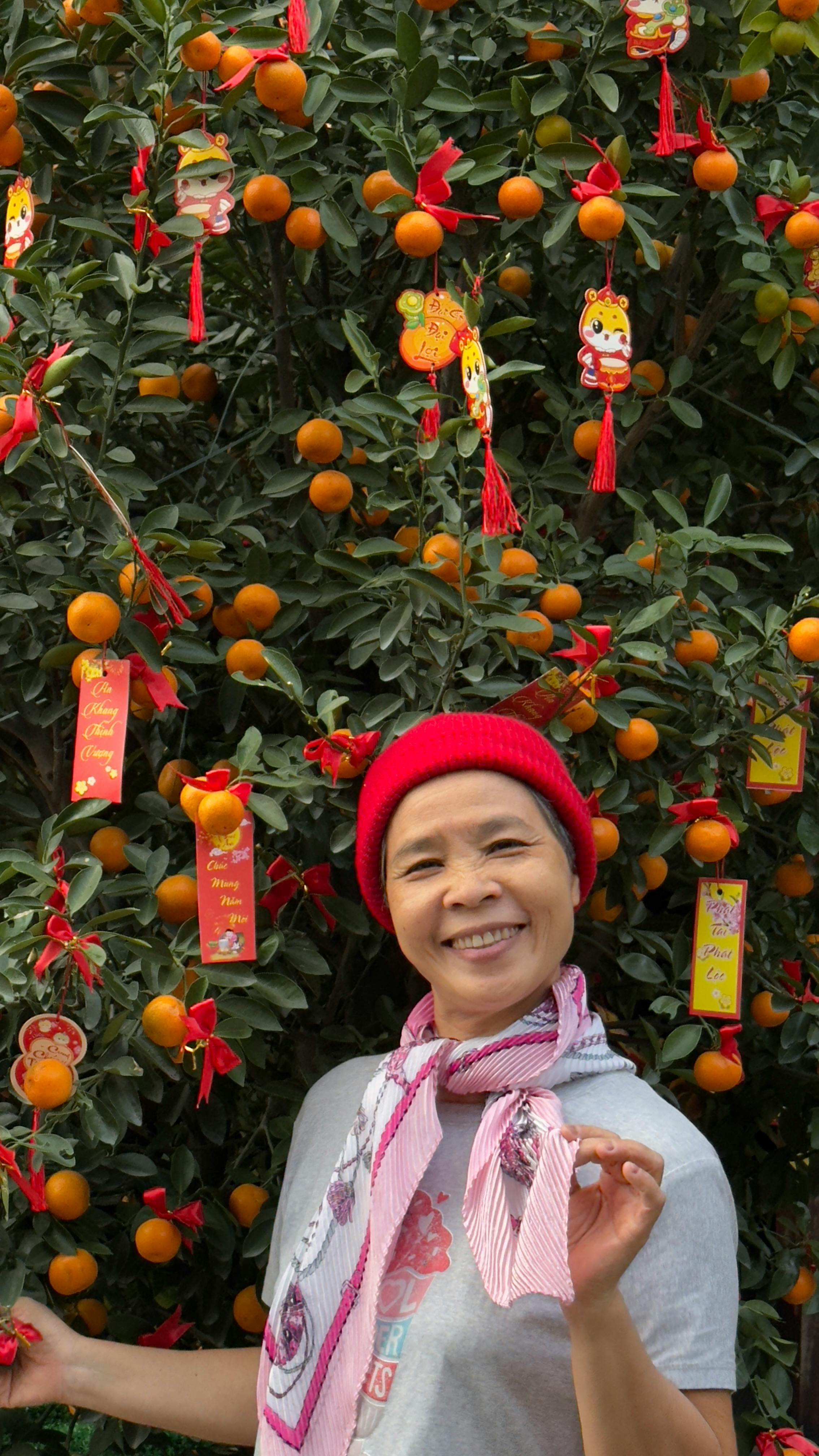 Mandarin Tree Photos, Download The BEST Free Mandarin Tree Stock Photos ...