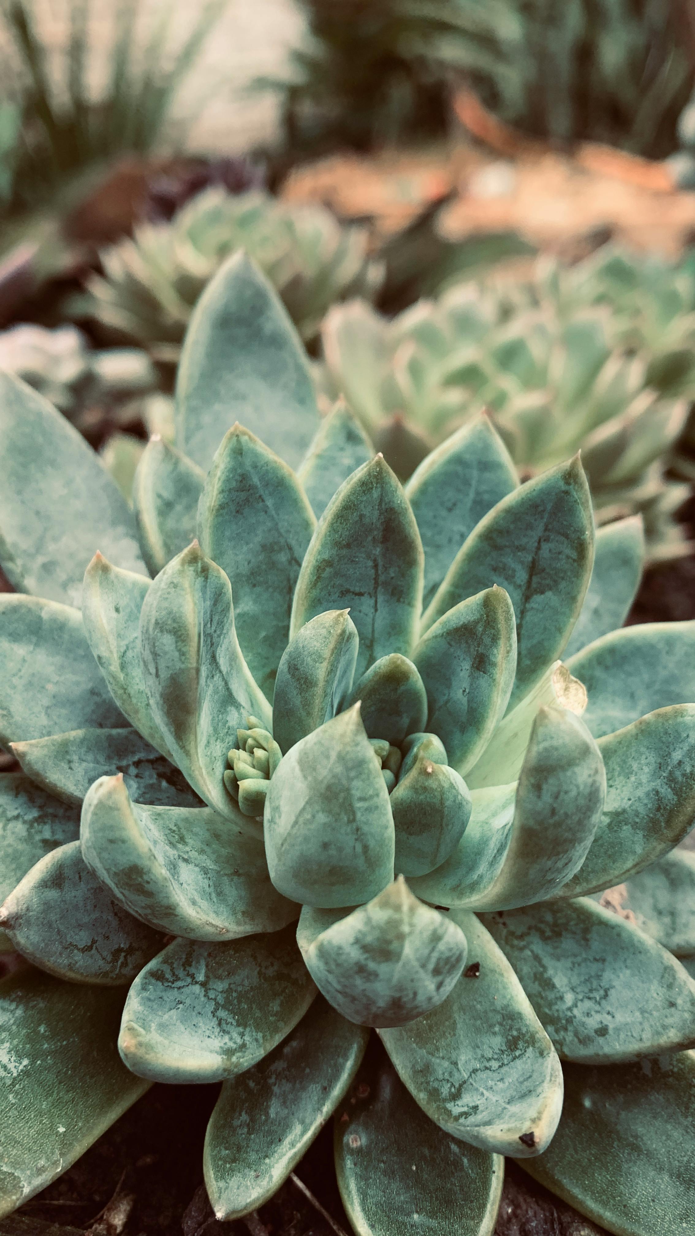 300.000+ Foto Mentahan Bunga Terbaik · Unduh Gratis 100% · Foto Stok Pexels